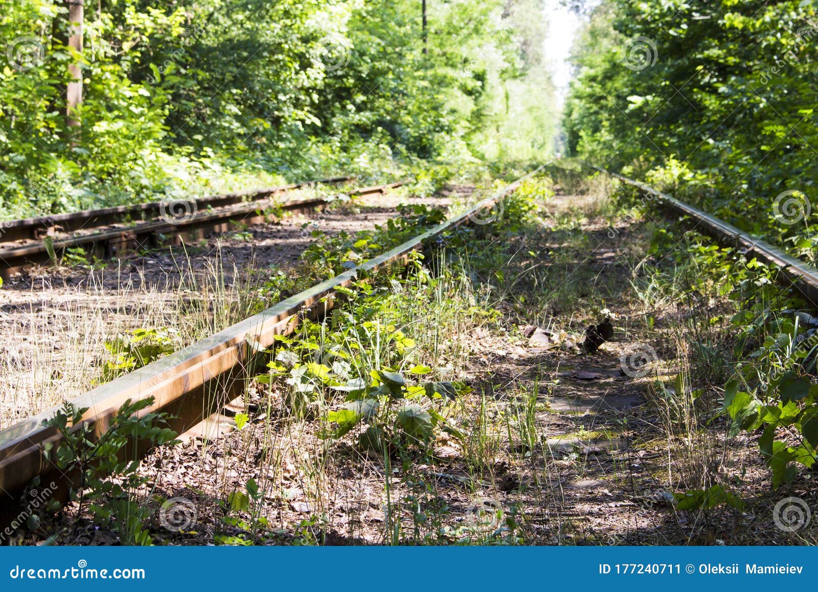 Overgrown with Grass and Small Trees Old Tram Tracks Stock Image ...