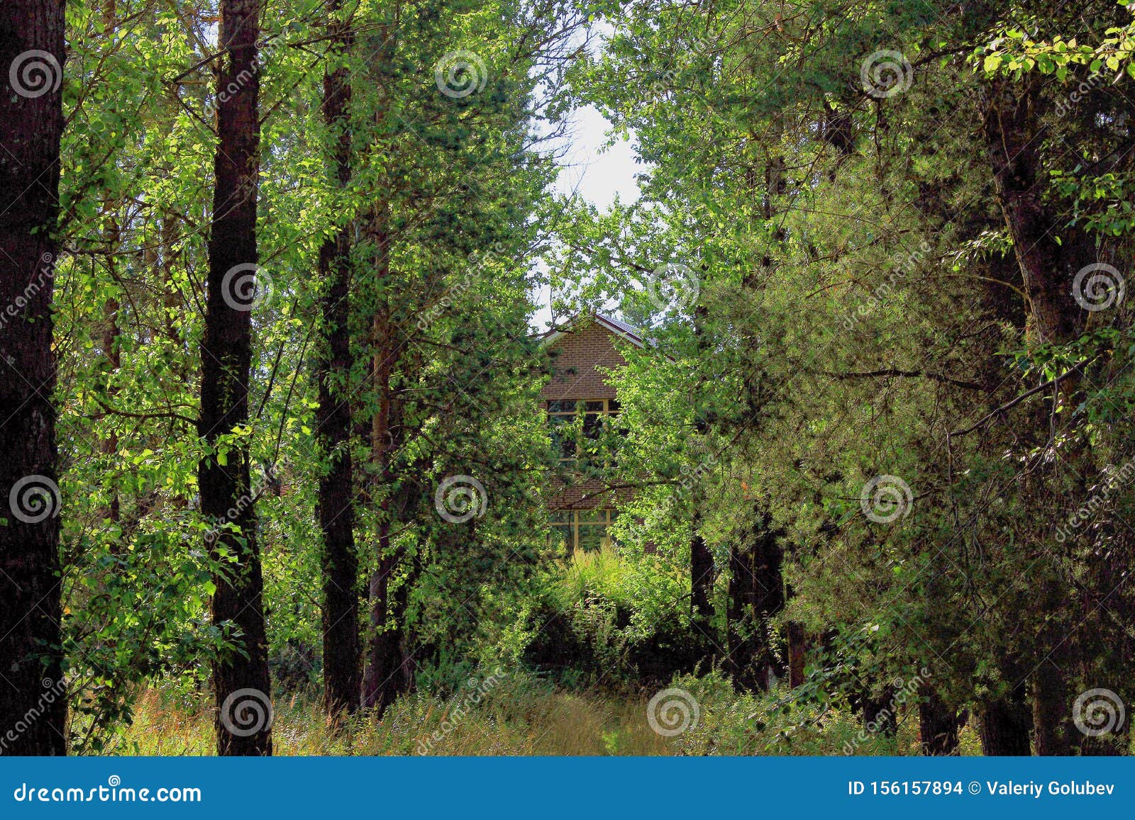 Overgrown with Grass and Trees Path To the House Stock Photo - Image of ...