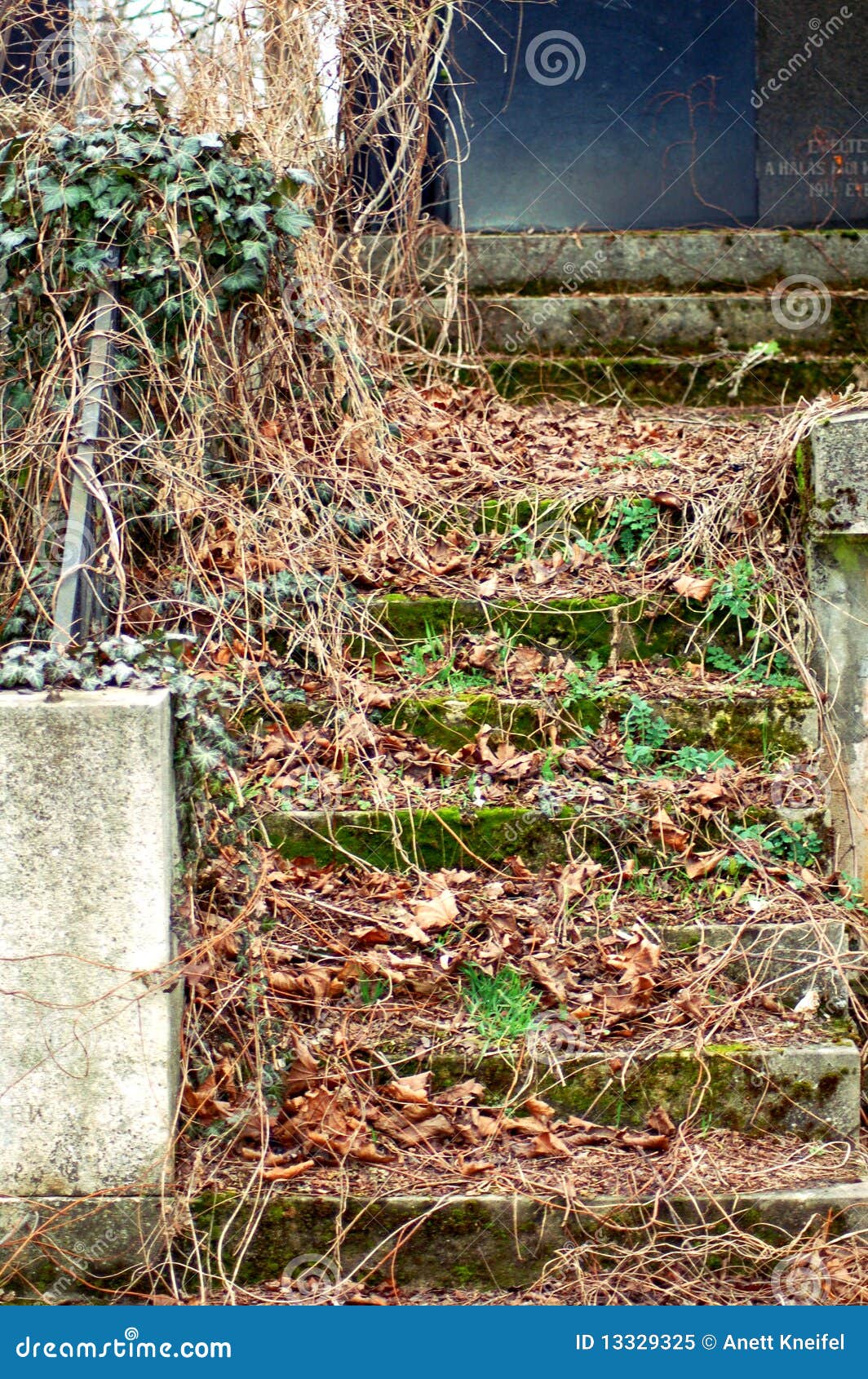 Overgrown graveyard stock image. Image of christianity - 13329325