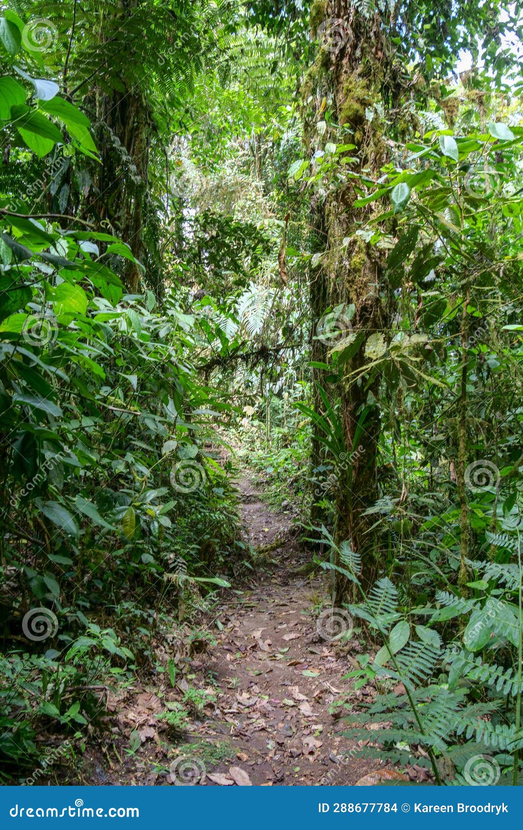 Overgrown Green Forest Pathway Leading Away from Viewer. Vertical View ...