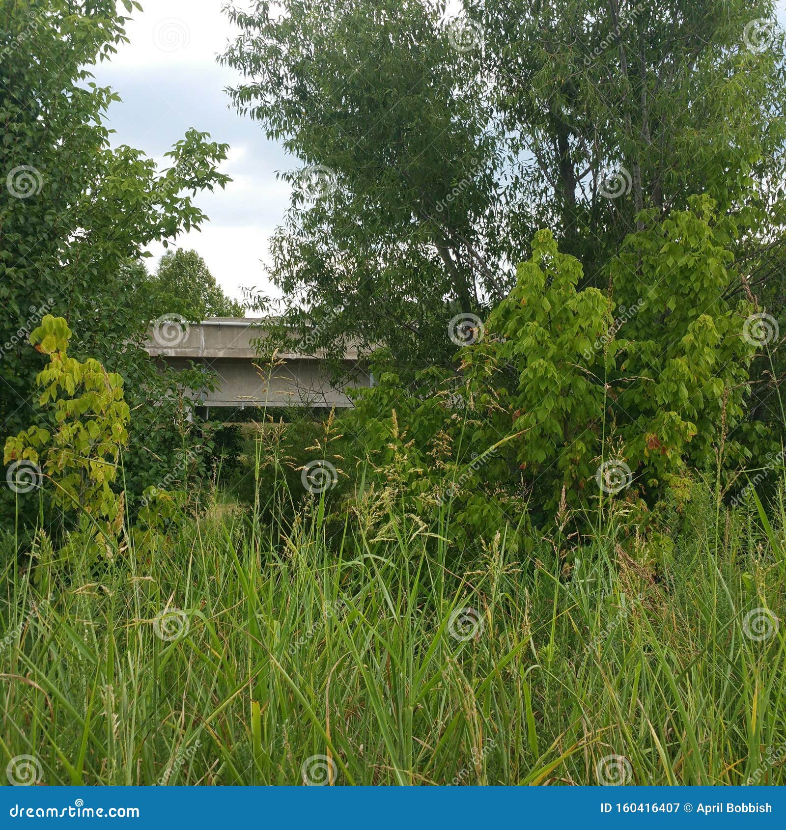 Overgrown Greenery stock image. Image of green, outdoors - 160416407