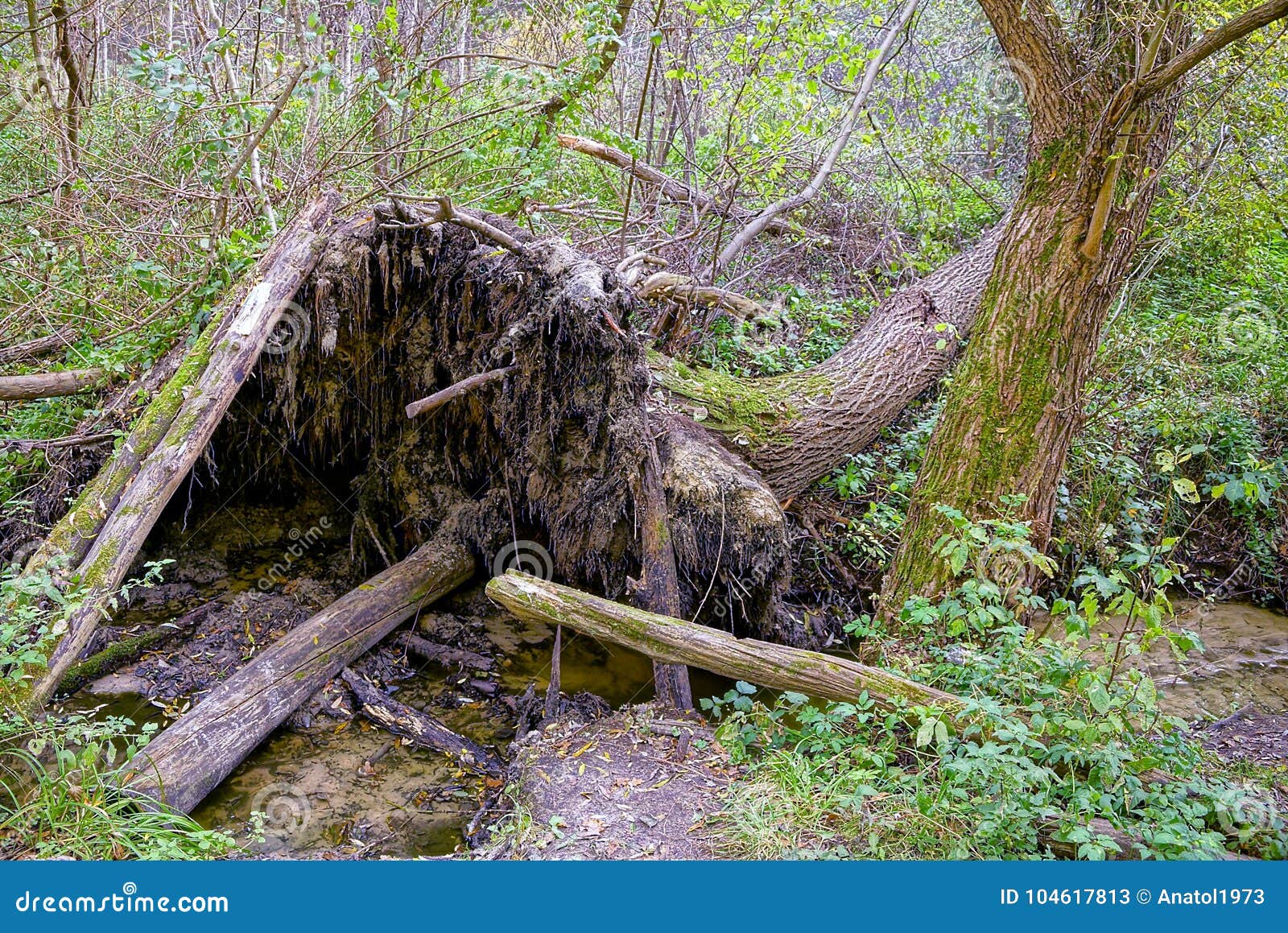 A Fallen Tree by a Stream in a Forested Forest Stock Image - Image of ...