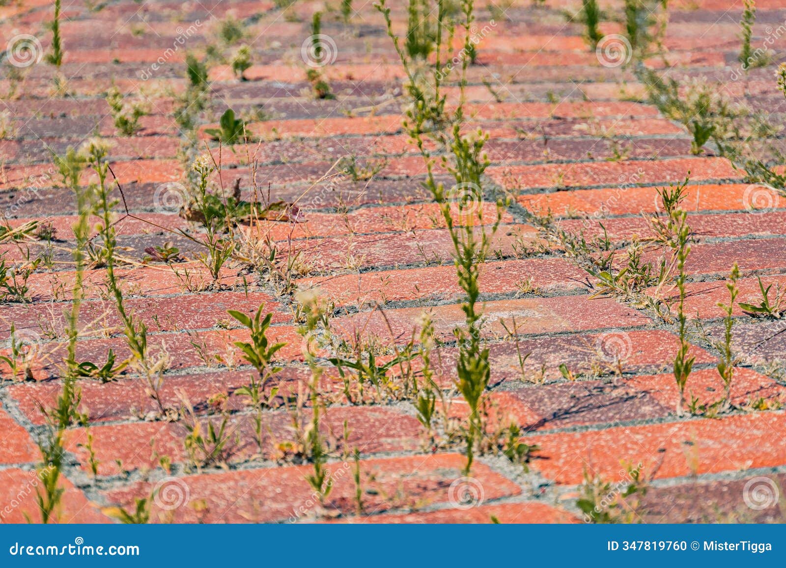 An Overgrown, Herringbone Brick Pathway Under Natural Light with Weeds ...