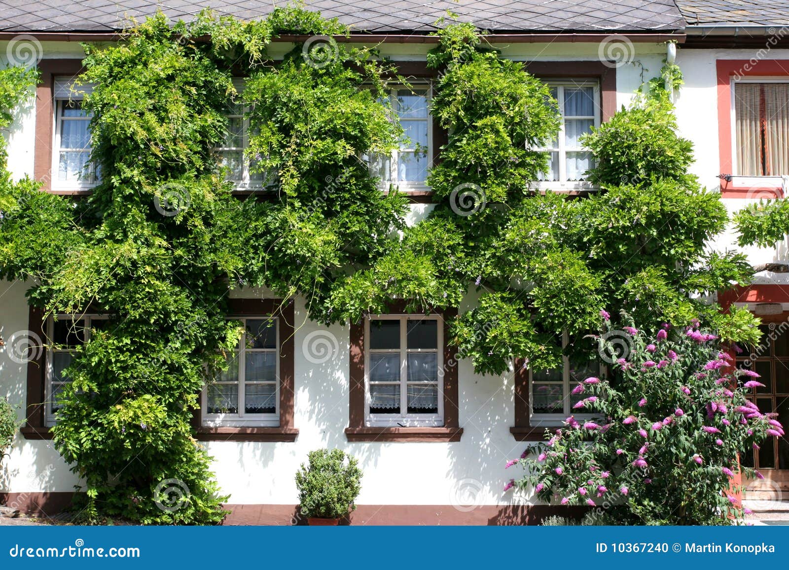 Overgrown house wall stock photo. Image of windows, vines - 10367240