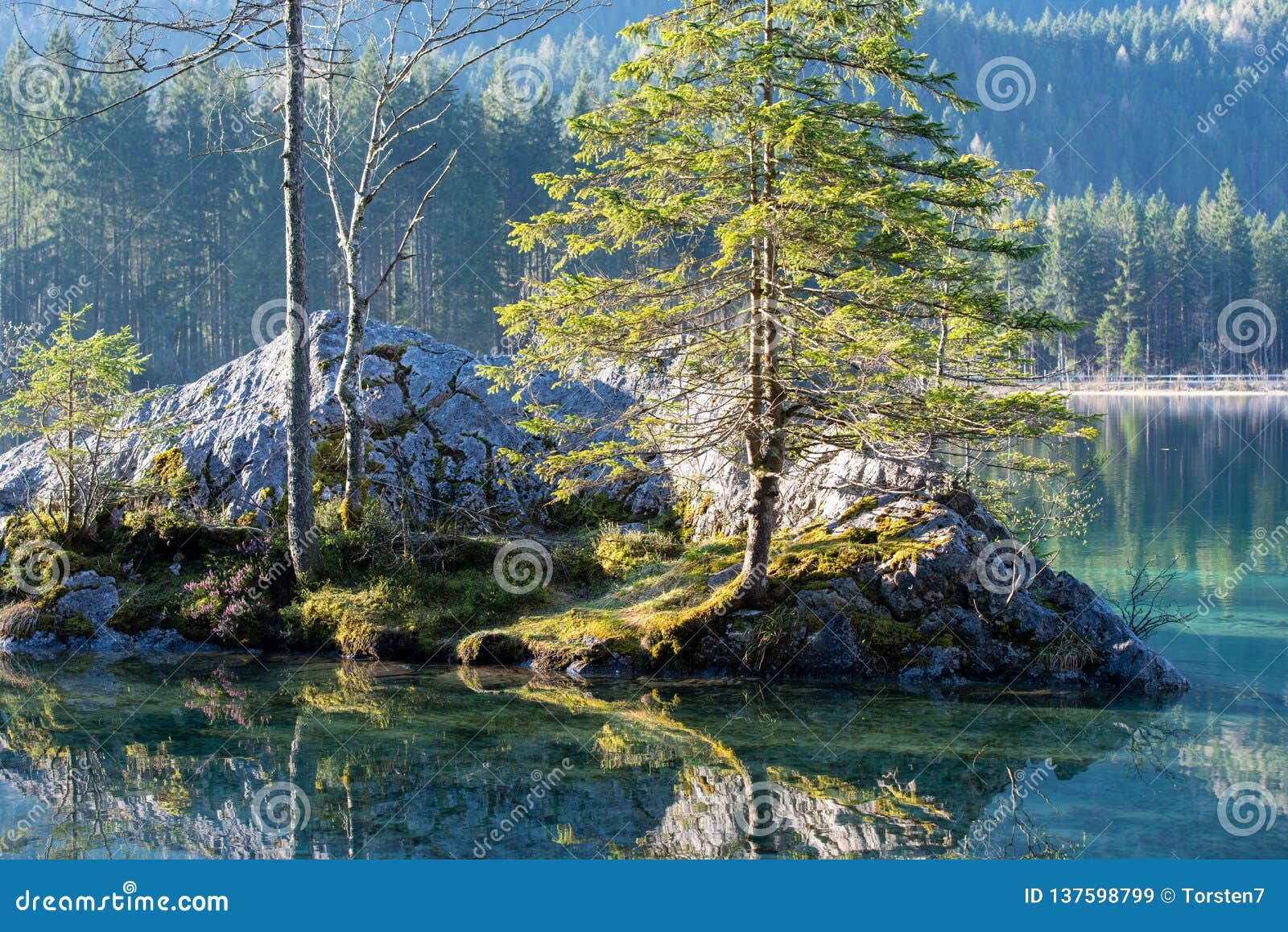 Overgrown Island in Lake Hintersee Stock Image - Image of moss, tarn ...