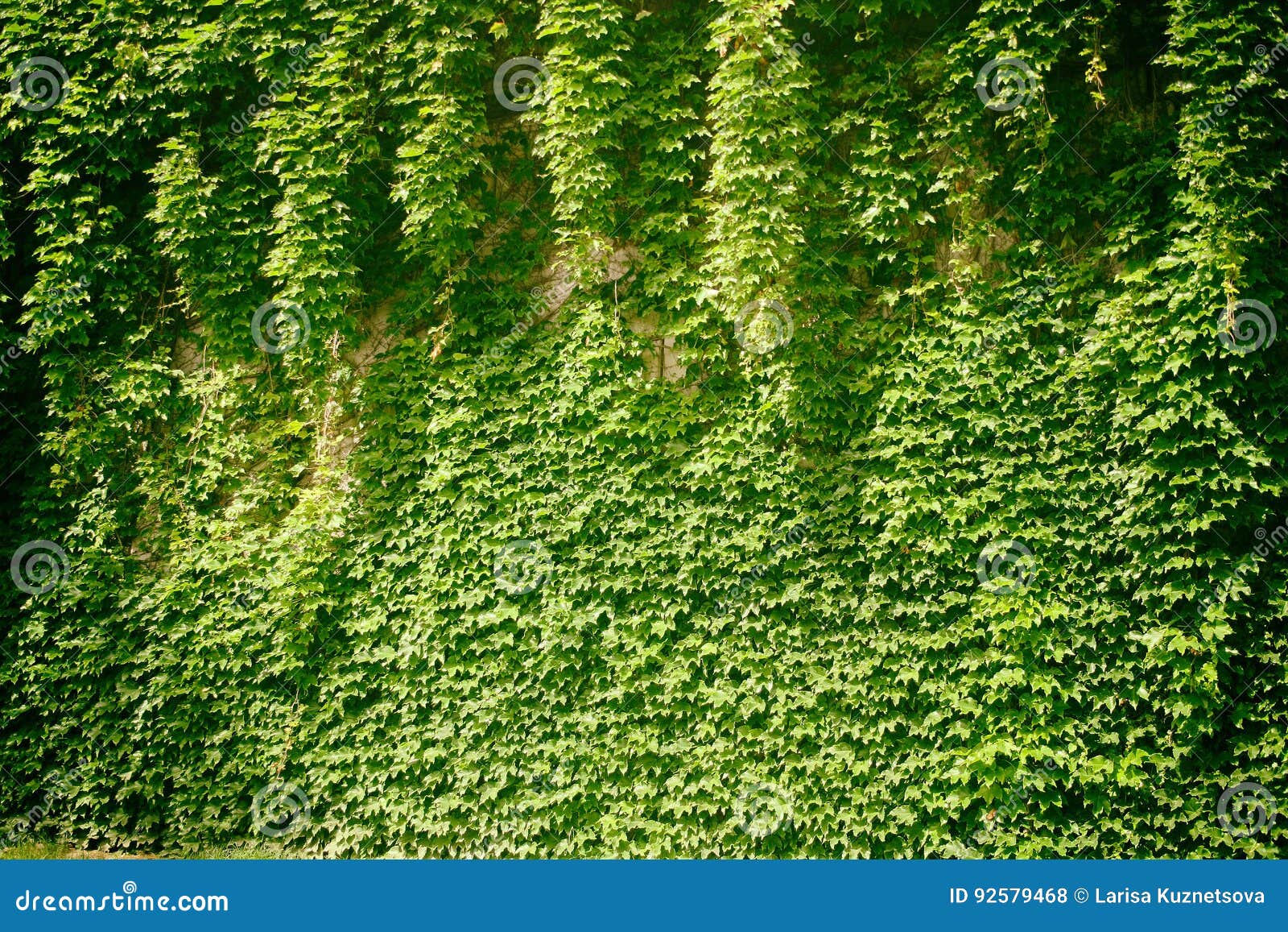Overgrown with ivy stock photo. Image of house, natural - 92579468
