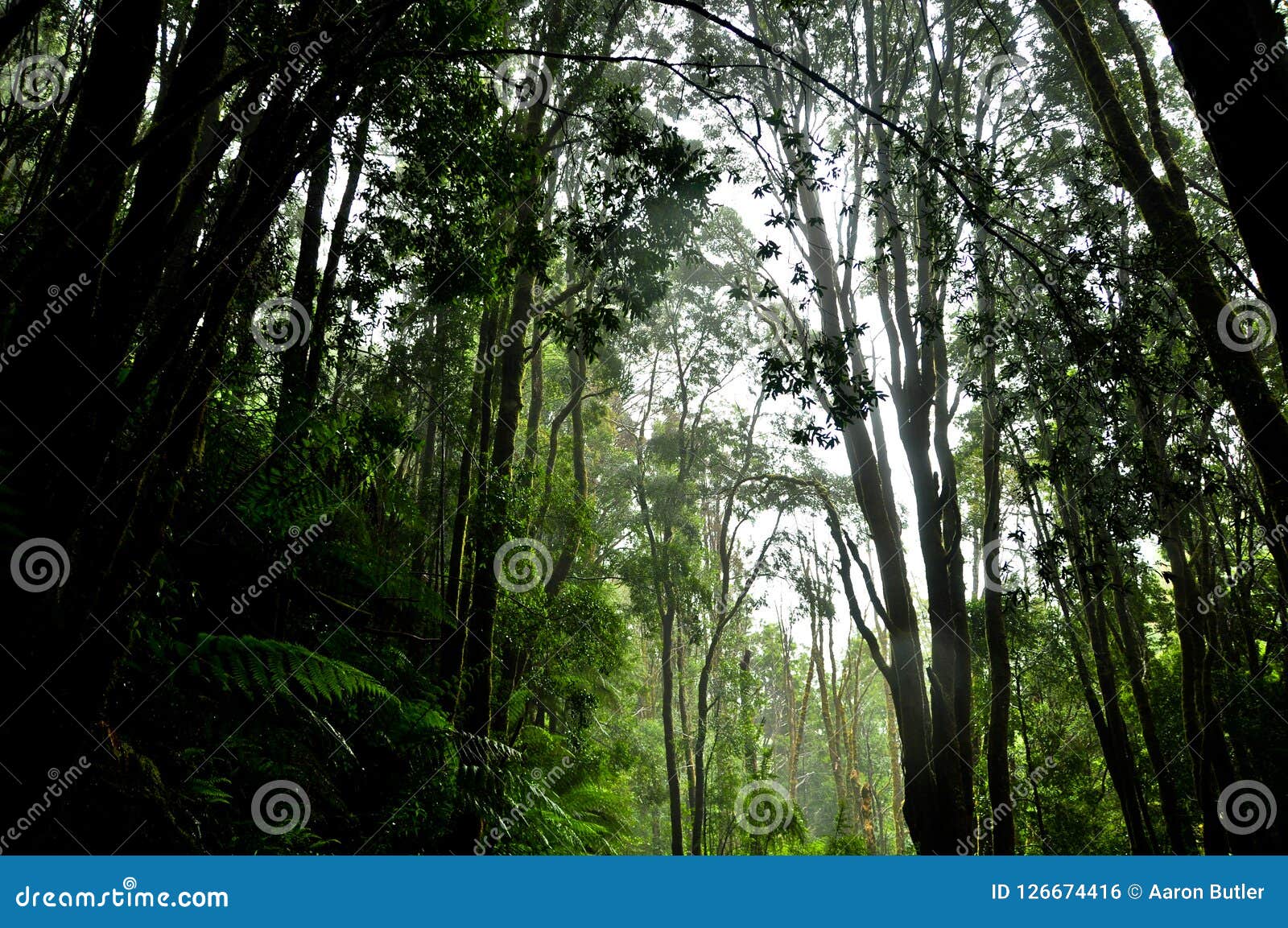 Overgrown Jungle Rainforest Stock Photo - Image of lush, nature: 126674416