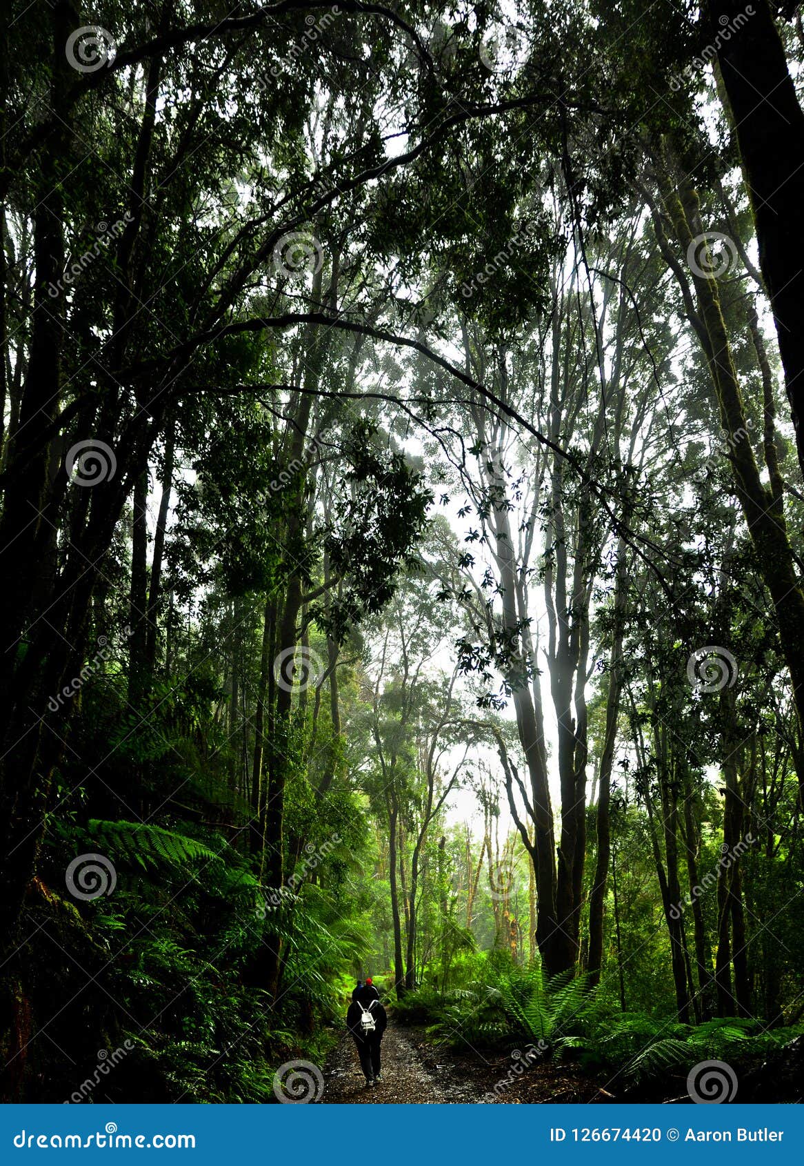 Overgrown Jungle Rainforest Stock Photo - Image of rain, forest: 126674420