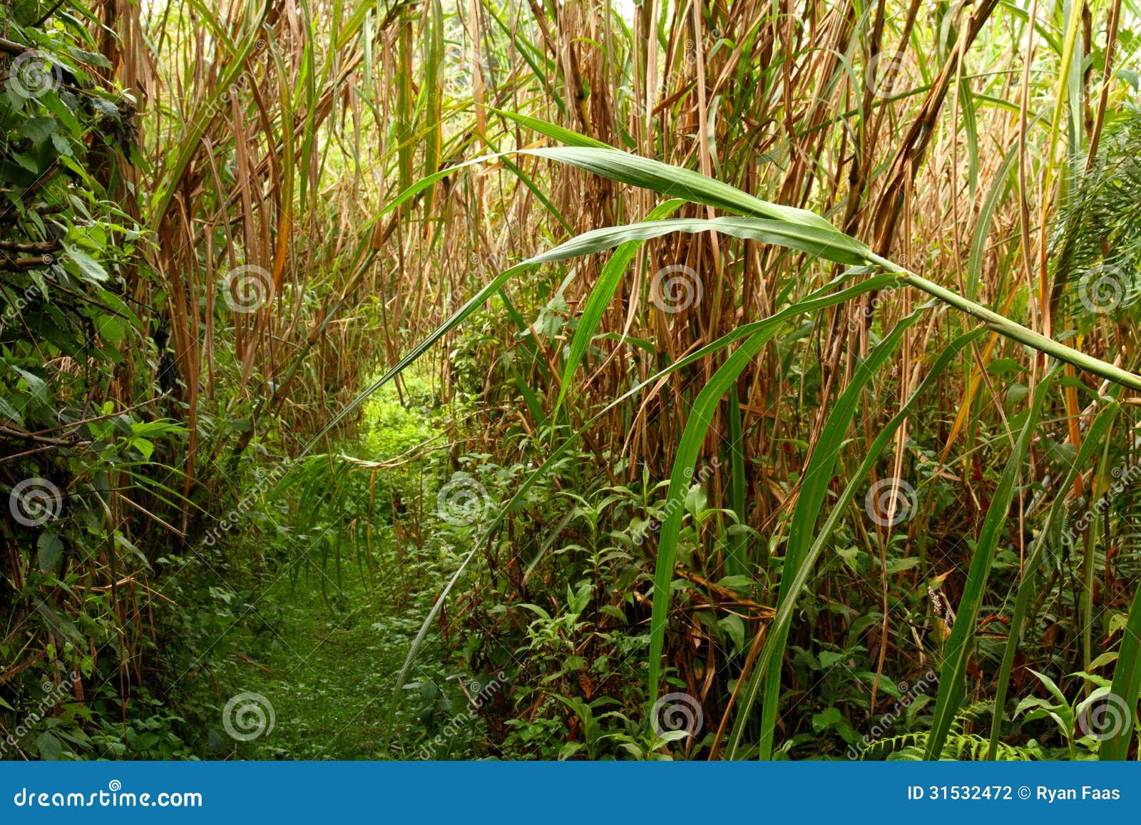 Overgrown Jungle Trail stock photo. Image of bushes, plants - 31532472