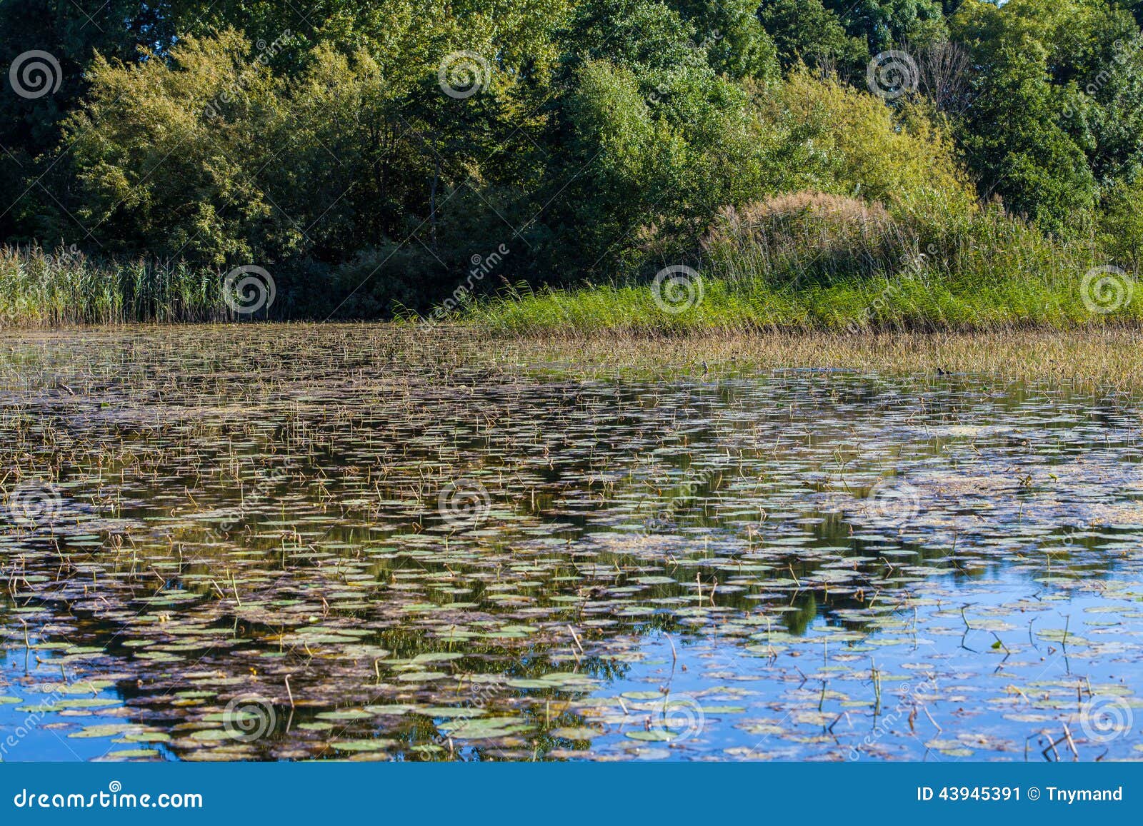 Overgrown Lake Pond stock image. Image of water, reflection - 43945391