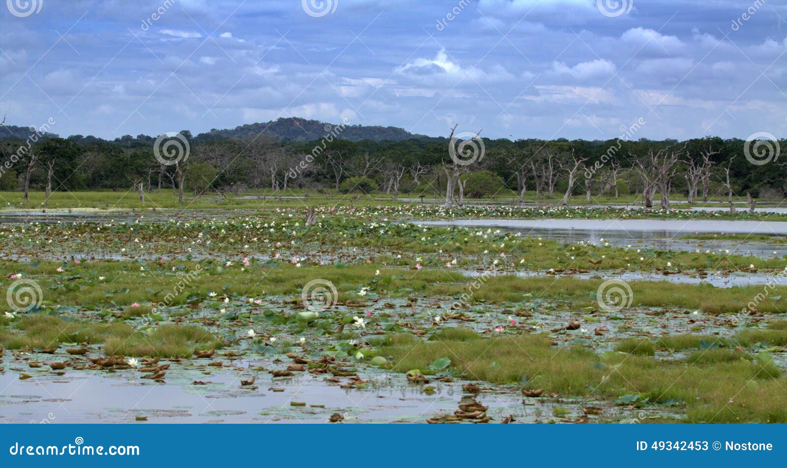Overgrown lake stock image. Image of green, sphagnum - 49342453
