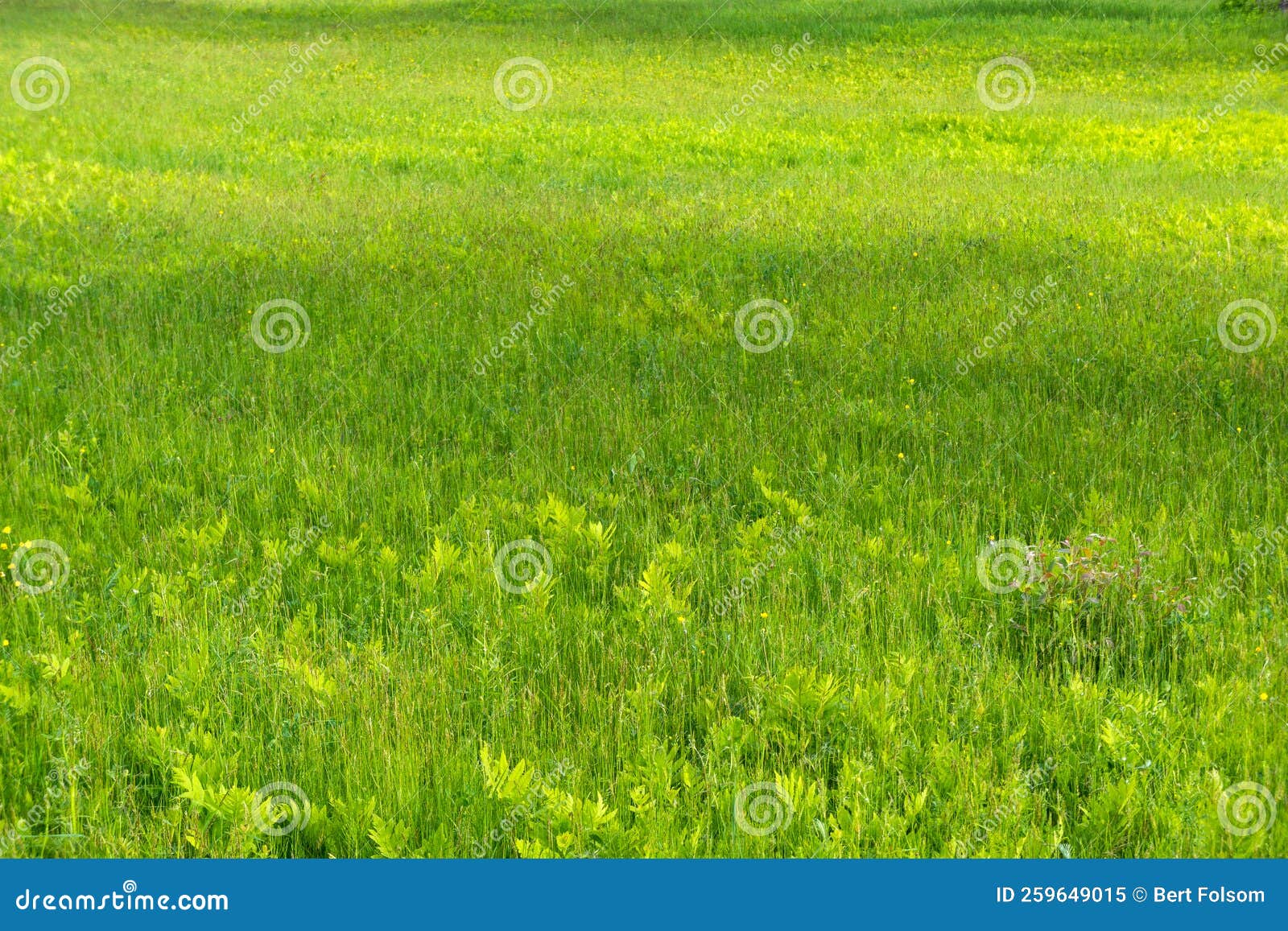 Overgrown Lawn in the Early Spring Stock Image - Image of summer, green ...