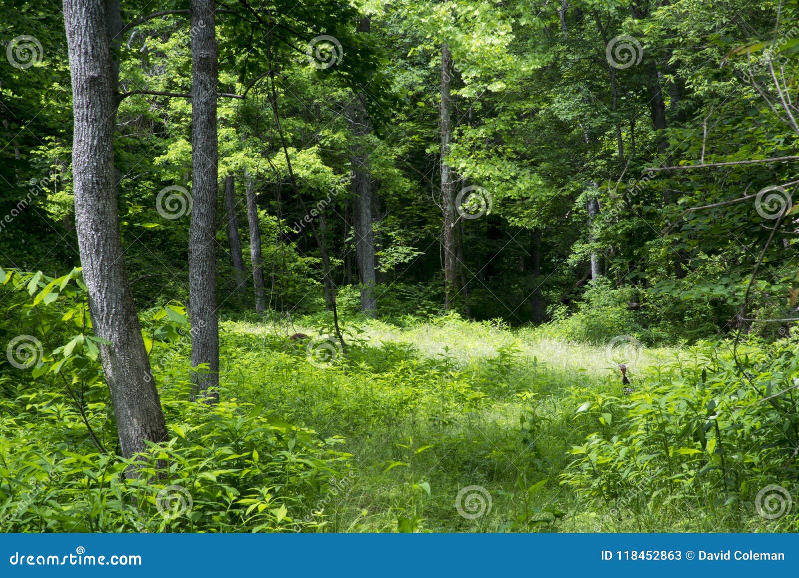 Overgrown Meadow in a Forest Stock Image - Image of overgrown ...