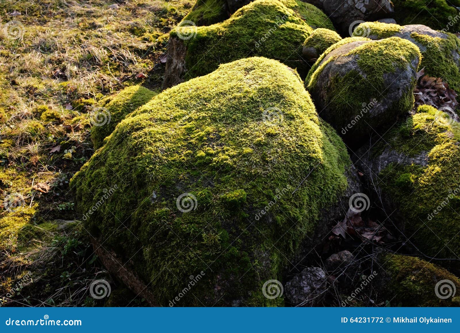 Overgrown with moss stones stock photo. Image of leaf - 64231772