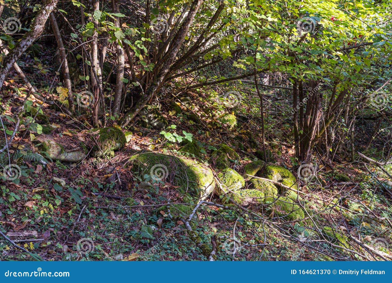 Overgrown with Moss and Young Deciduous Trees, a Hillside in a Forest ...
