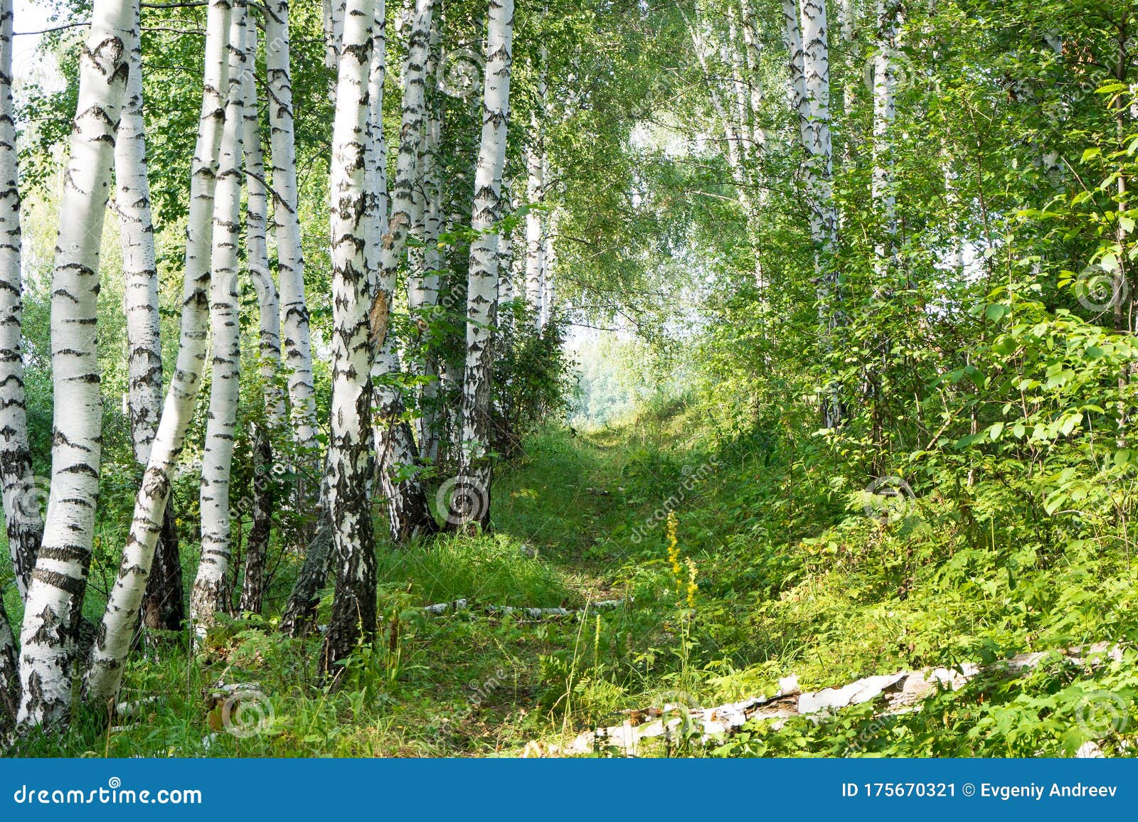 Overgrown Path In The Jungle Stock Image | CartoonDealer.com #191005147