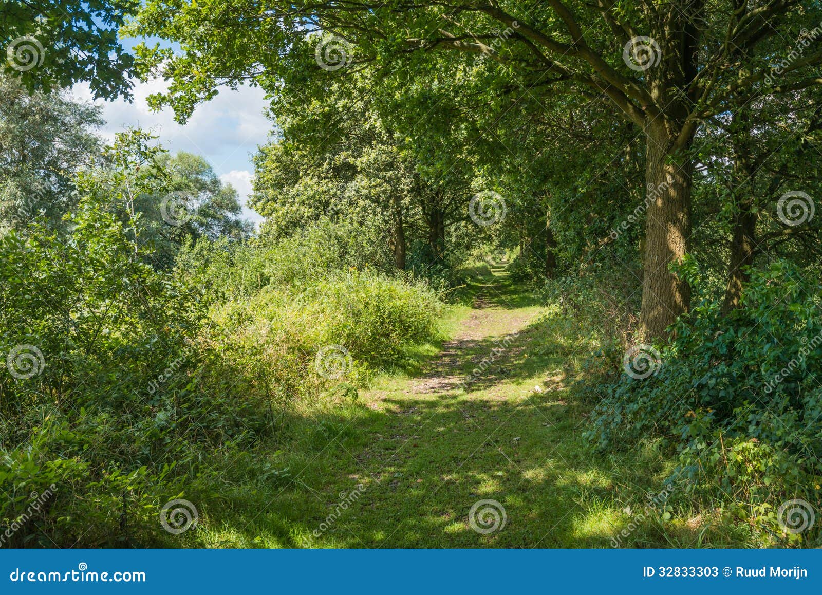 Overgrown Path in the Forest Stock Image - Image of environment, road ...