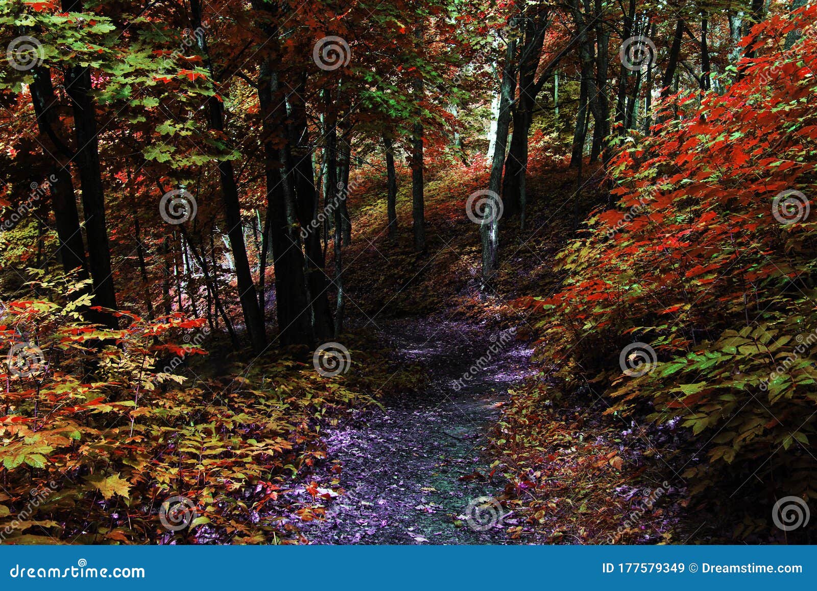 Overgrown Path In The Jungle Stock Image | CartoonDealer.com #191005147