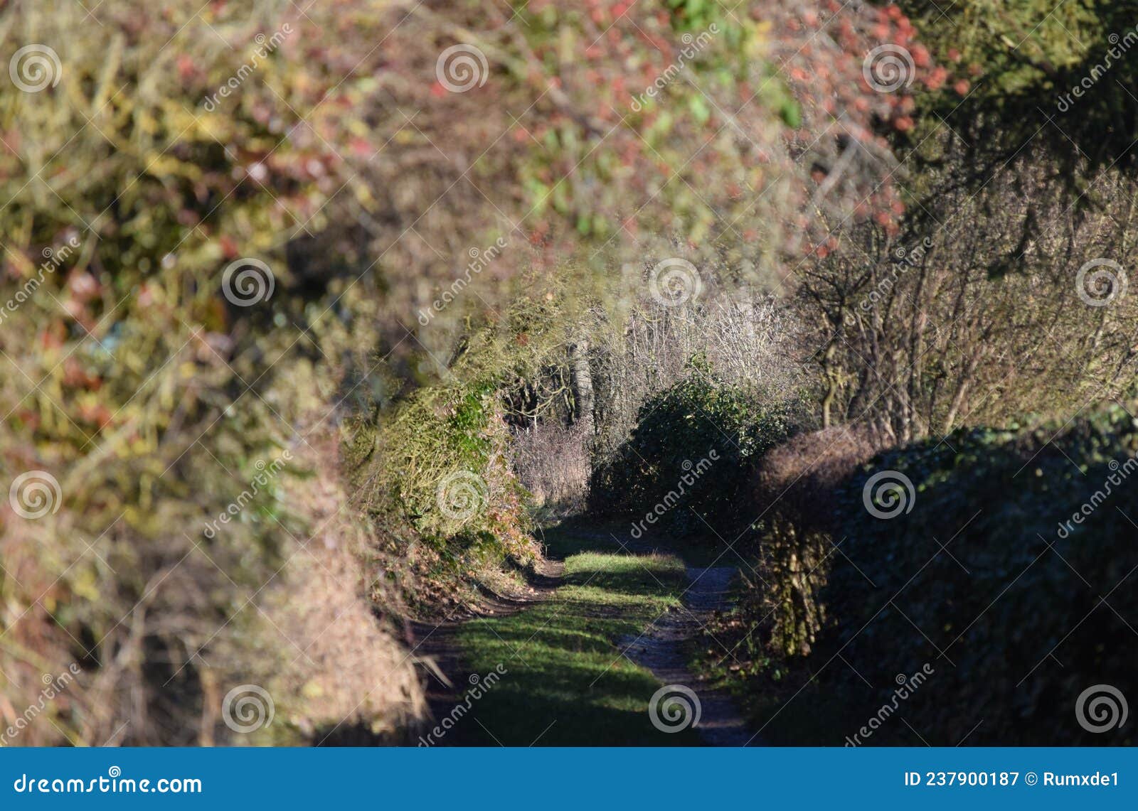 Almost Overgrown Path for Hiking Stock Image - Image of hiking, trails ...