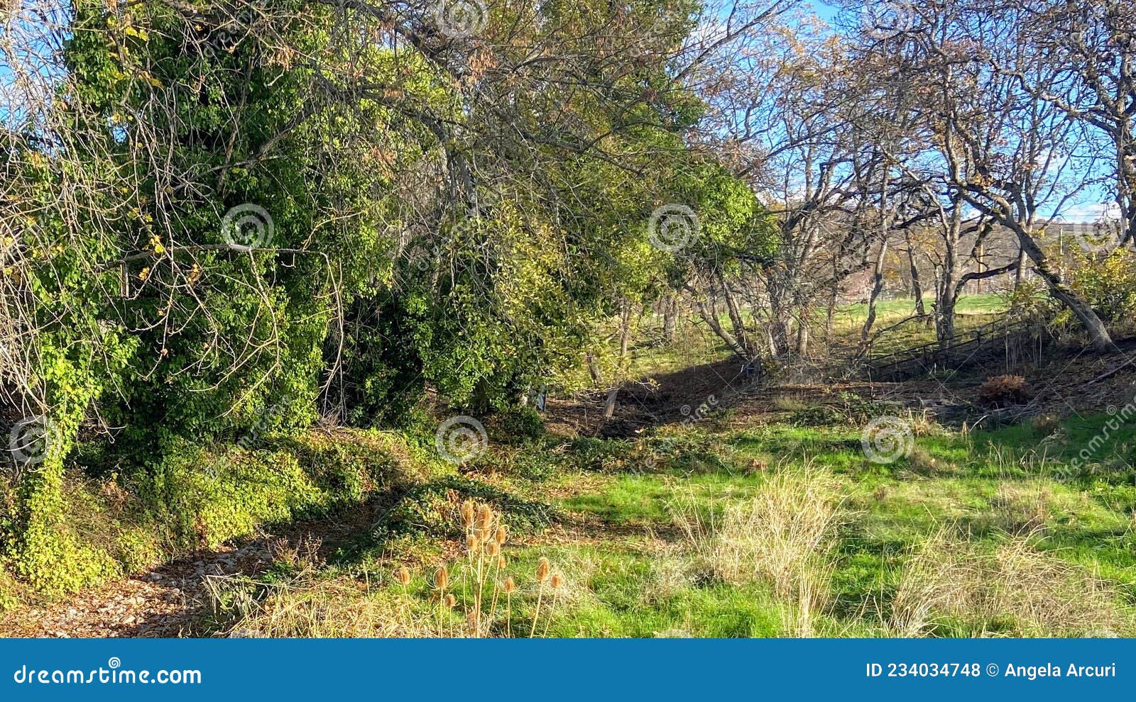 Overgrown Path in the Meadow Stock Photo - Image of land, overgrown ...