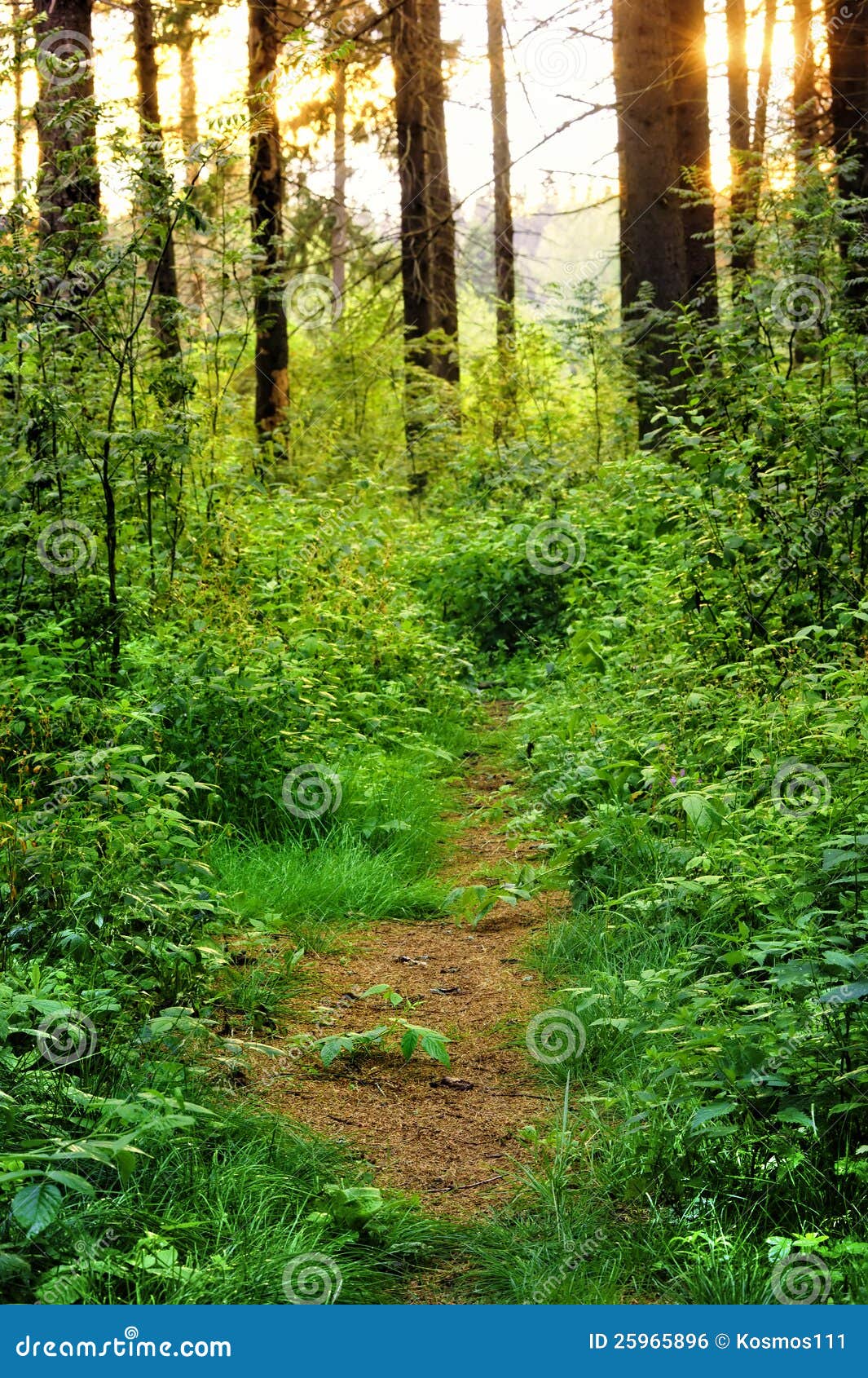 Overgrown Path in the Woods Stock Photo - Image of life, plant: 25965896