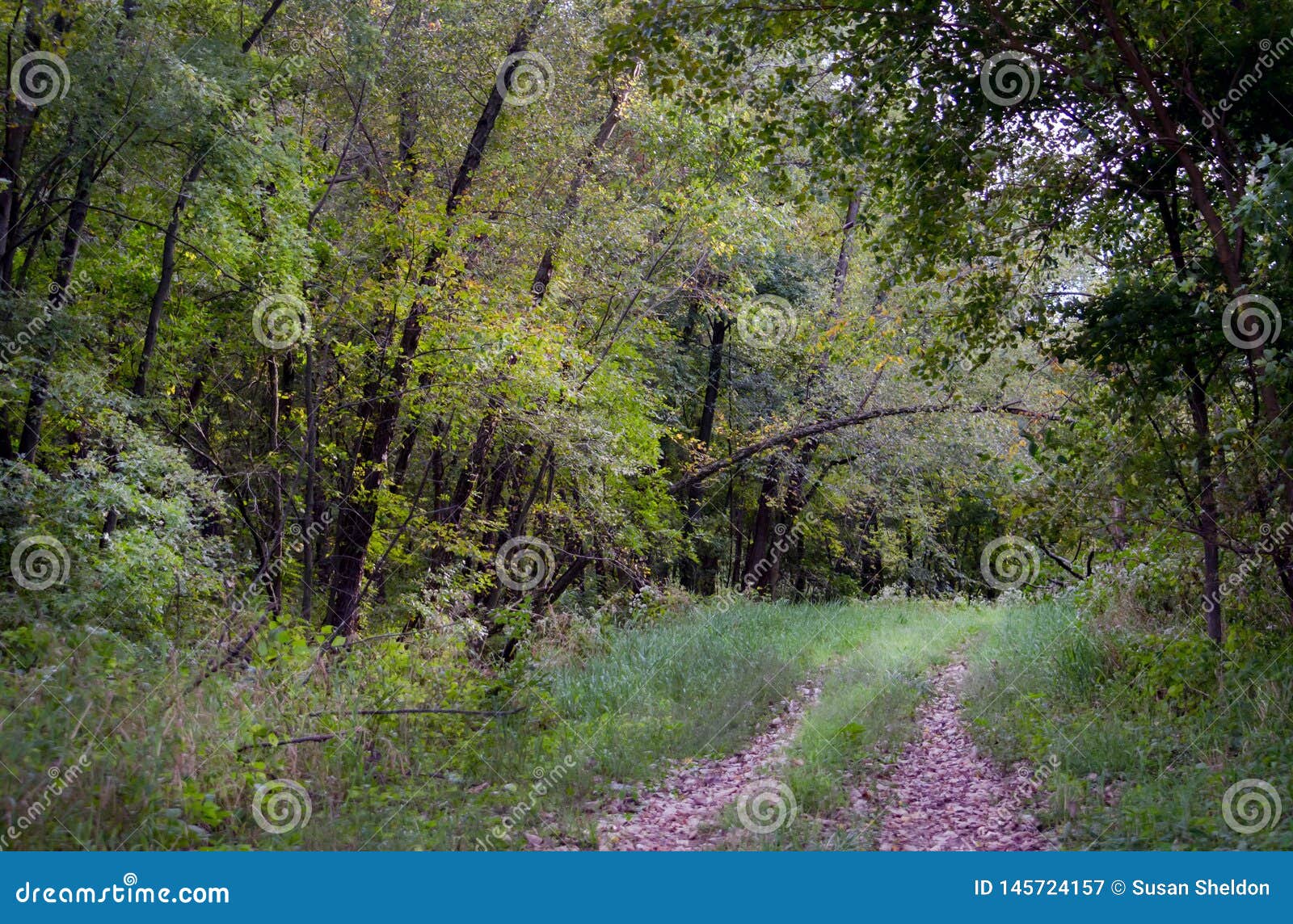 Overgrown Path through the Woods Stock Image - Image of indiana, ground ...