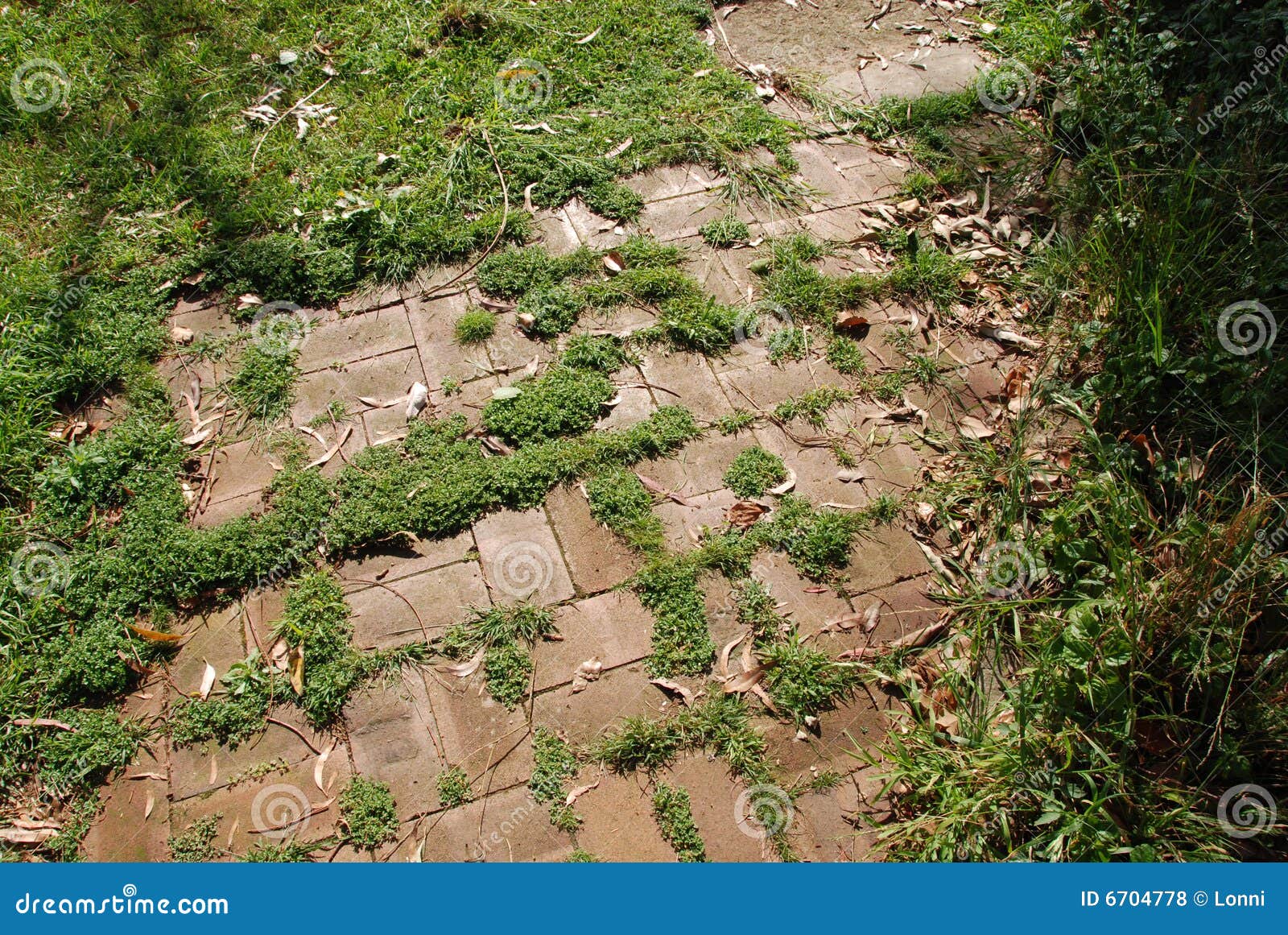 Overgrown pathway stock photo. Image of domestic, pavers - 6704778