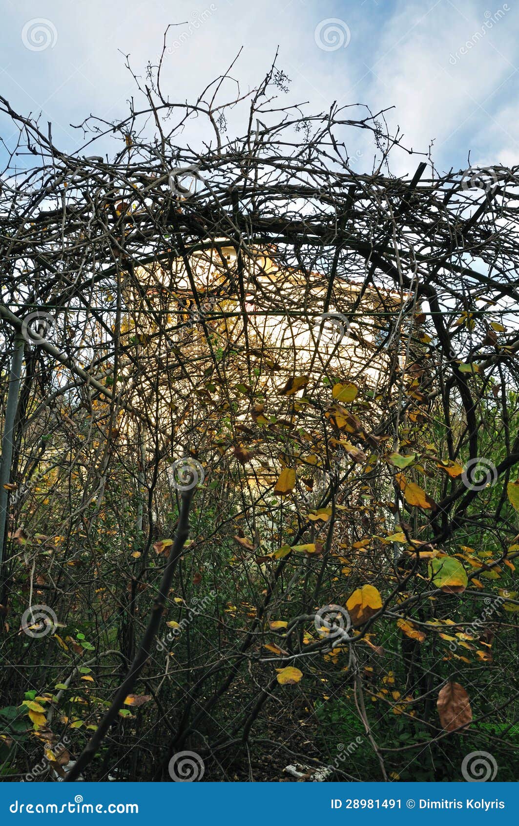 Overgrown plants in garden stock image. Image of arch - 28981491