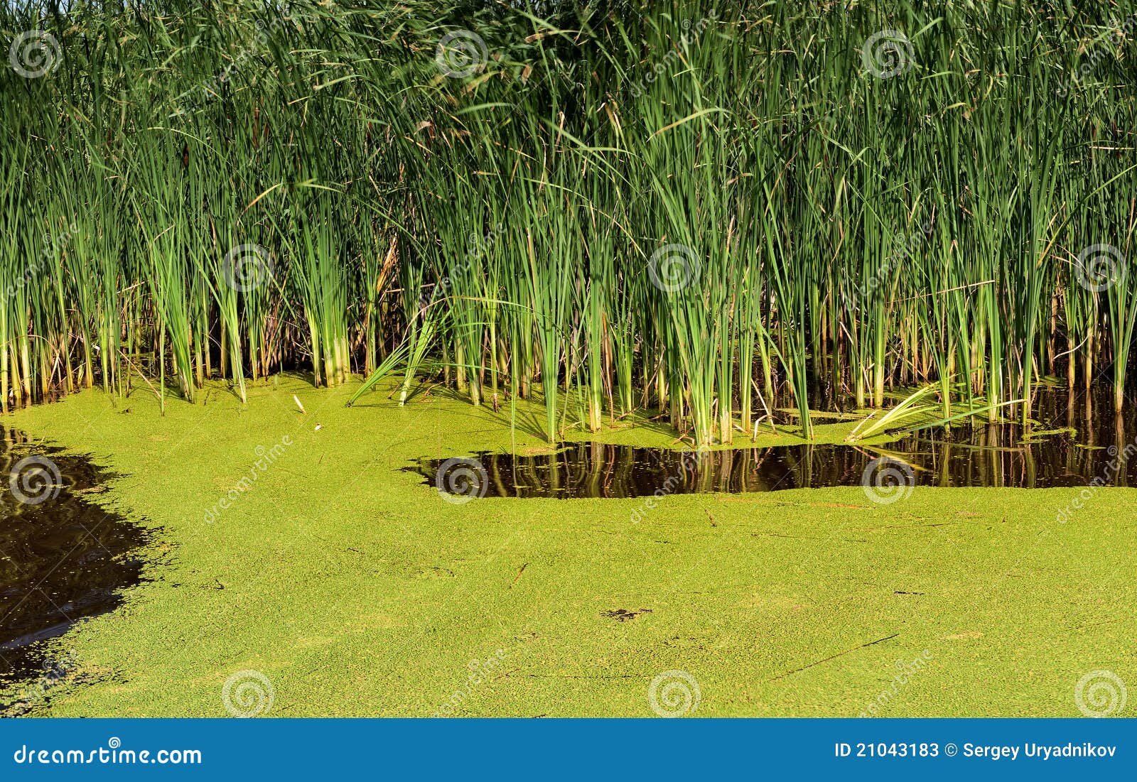 Overgrown pond. stock image. Image of grass, common, foliage - 21043183