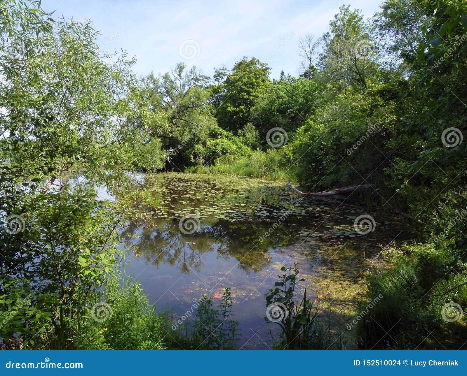 Overgrown Pond stock photo. Image of clouds, pond, trees - 152510024