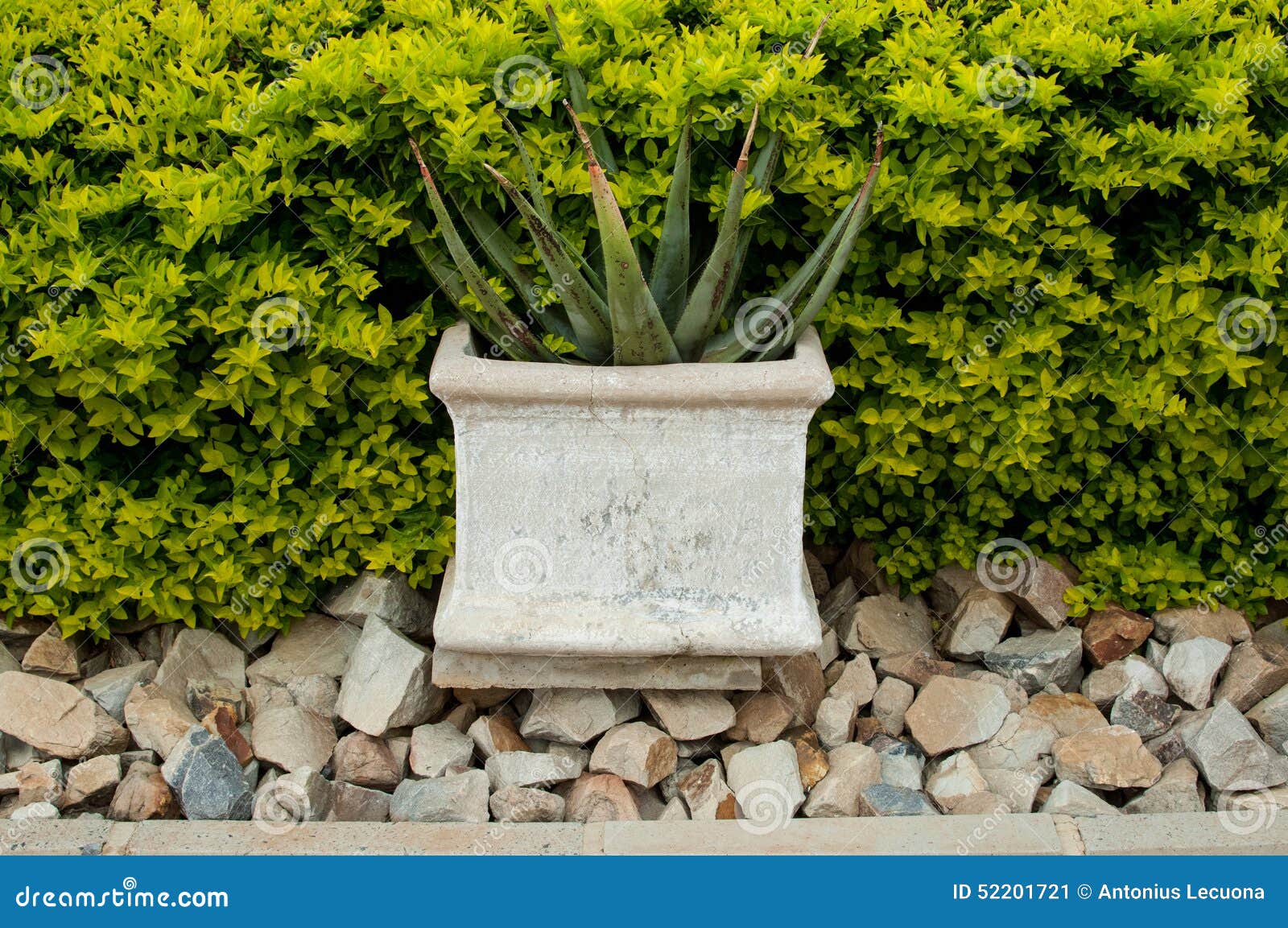 Overgrown pot plant stock image. Image of aloe, perennial - 52201721