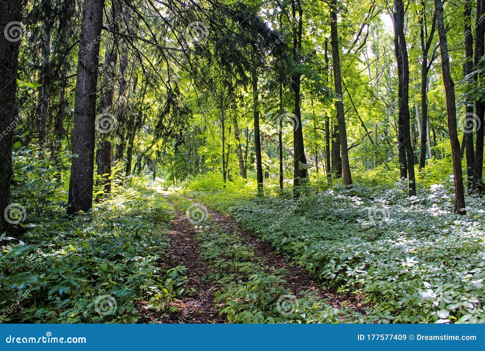 Overgrown Road in a Dense Forest Stock Image - Image of forest ...