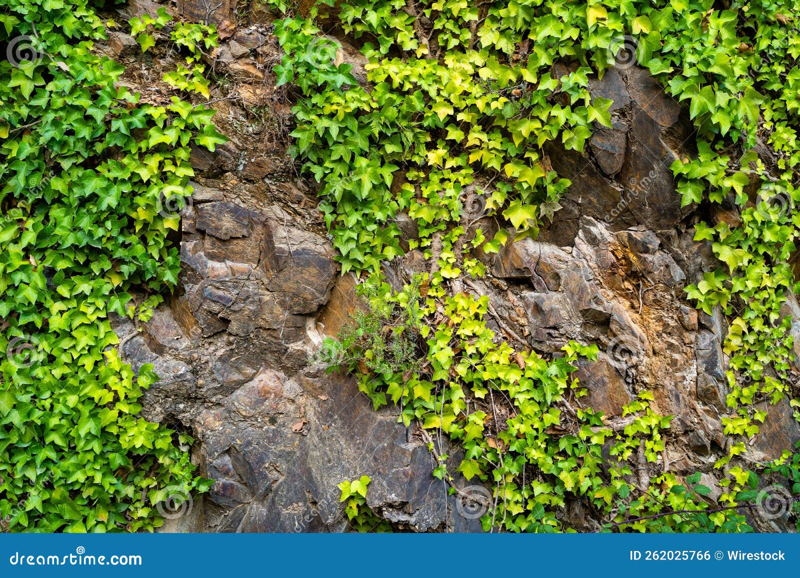 An Overgrown Rock With Creeping Ficus Villosa Leaves. Rustic Background ...