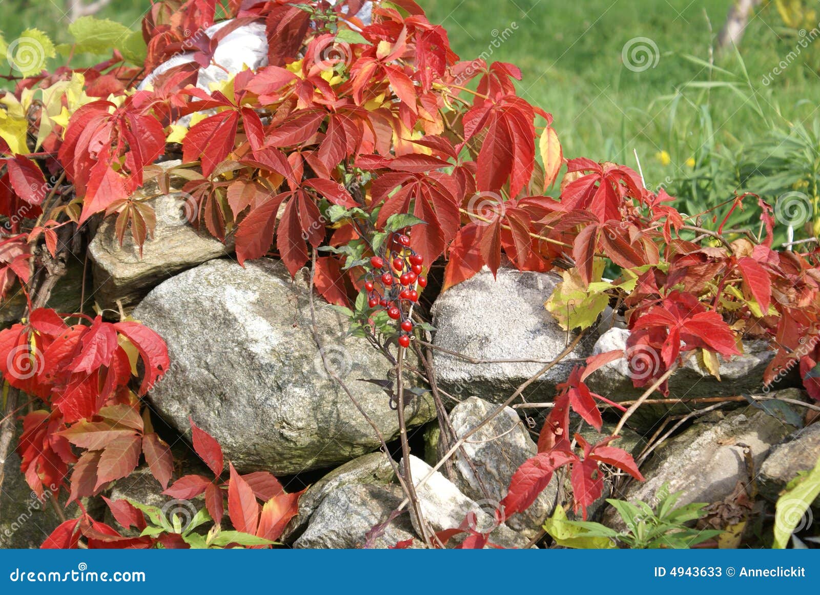 Overgrown rock wall stock image. Image of wall, plants - 4943633