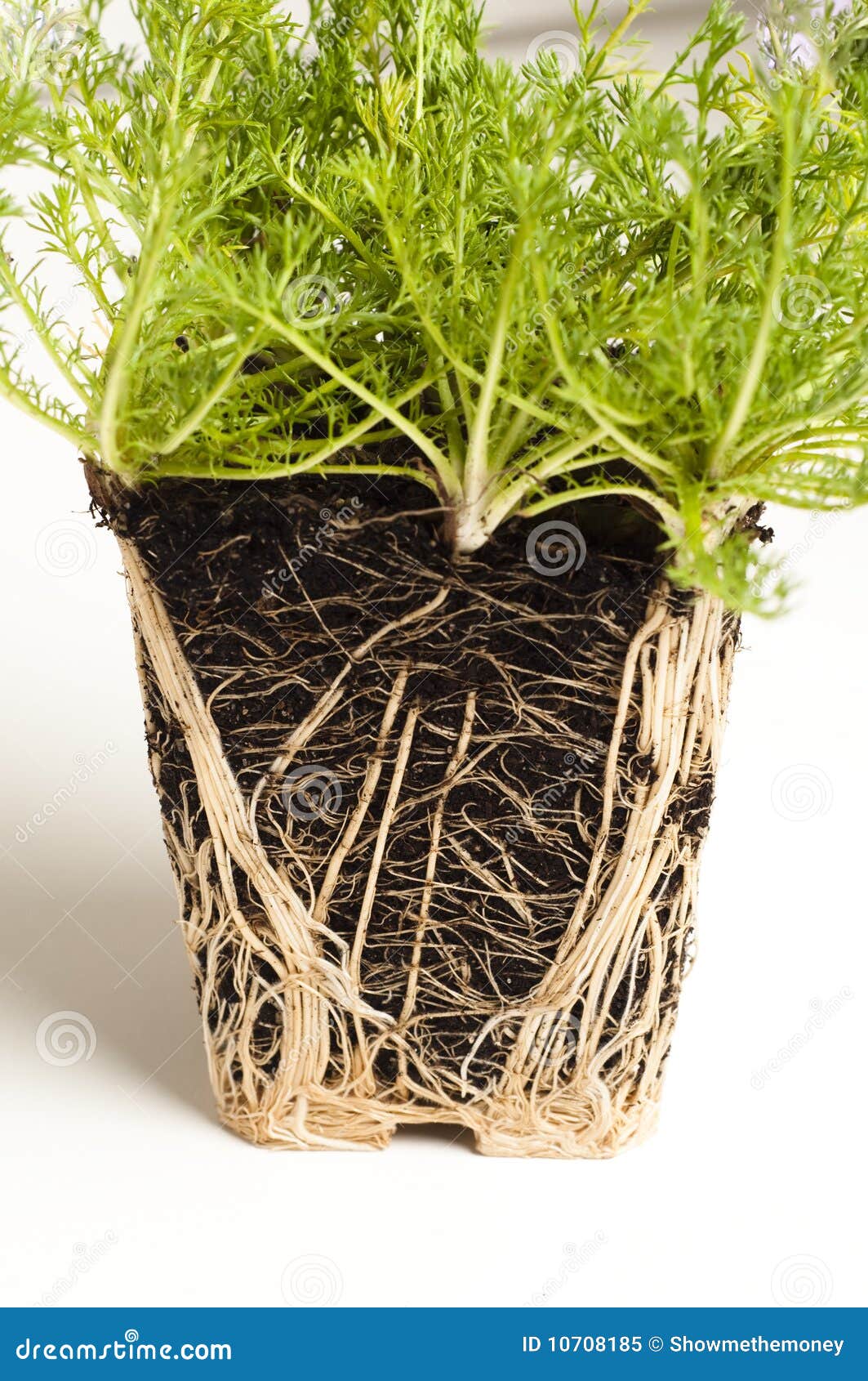 Overgrown roots stock image. Image of herb, earth, soil - 10708185