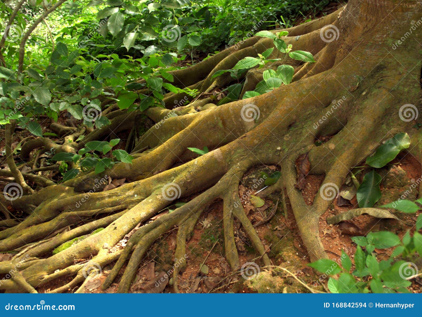 Overgrown Roots on the Jungle Floor in Thailand Stock Photo - Image of ...