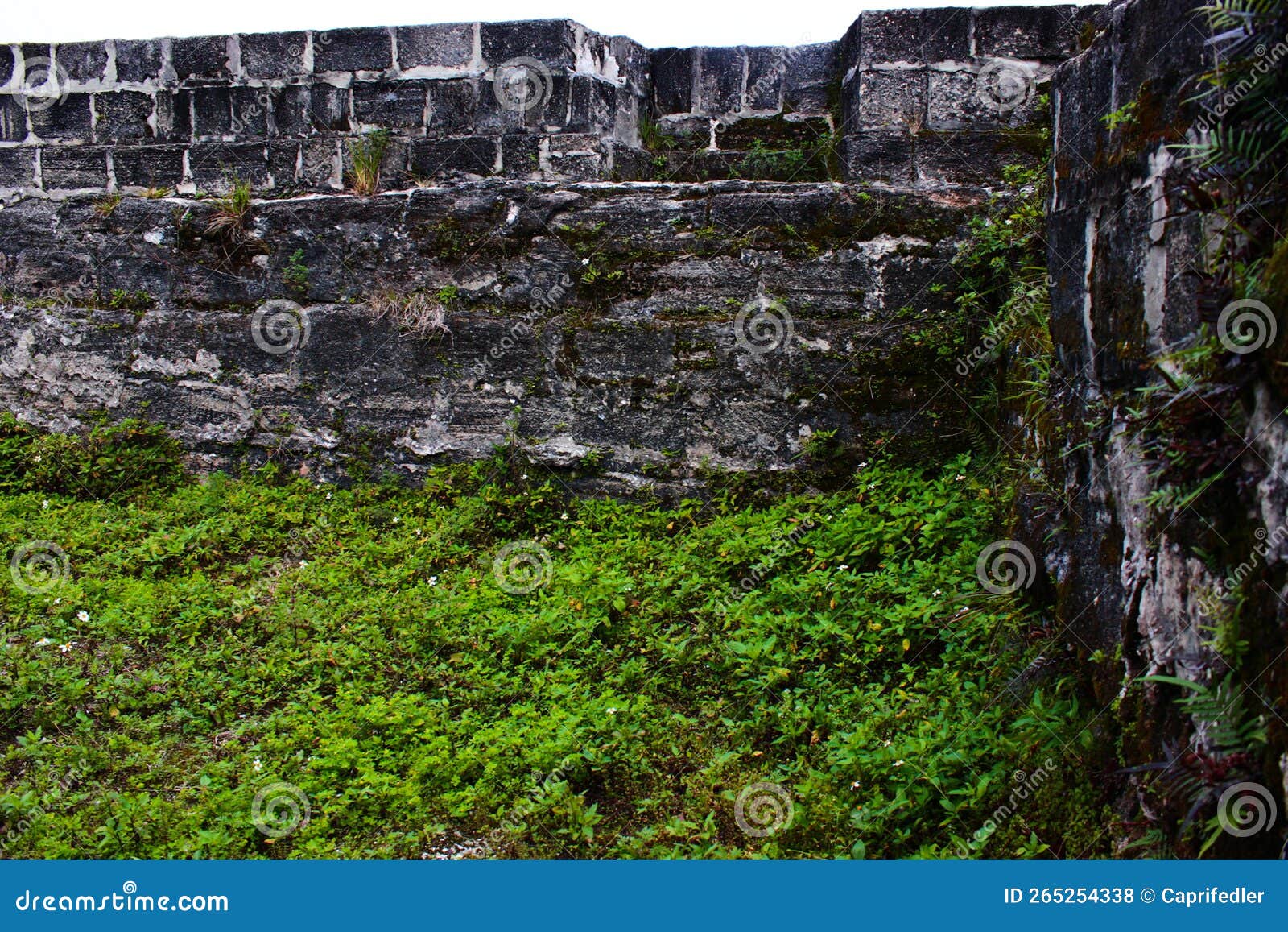 Overgrown Ruins Of Abandoned Mansion. Former Baron Von Derviz Manor ...