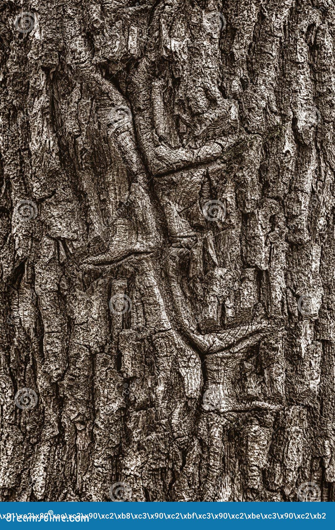 An Overgrown Scar on the Textured Bark of a Tree Stock Image - Image of ...