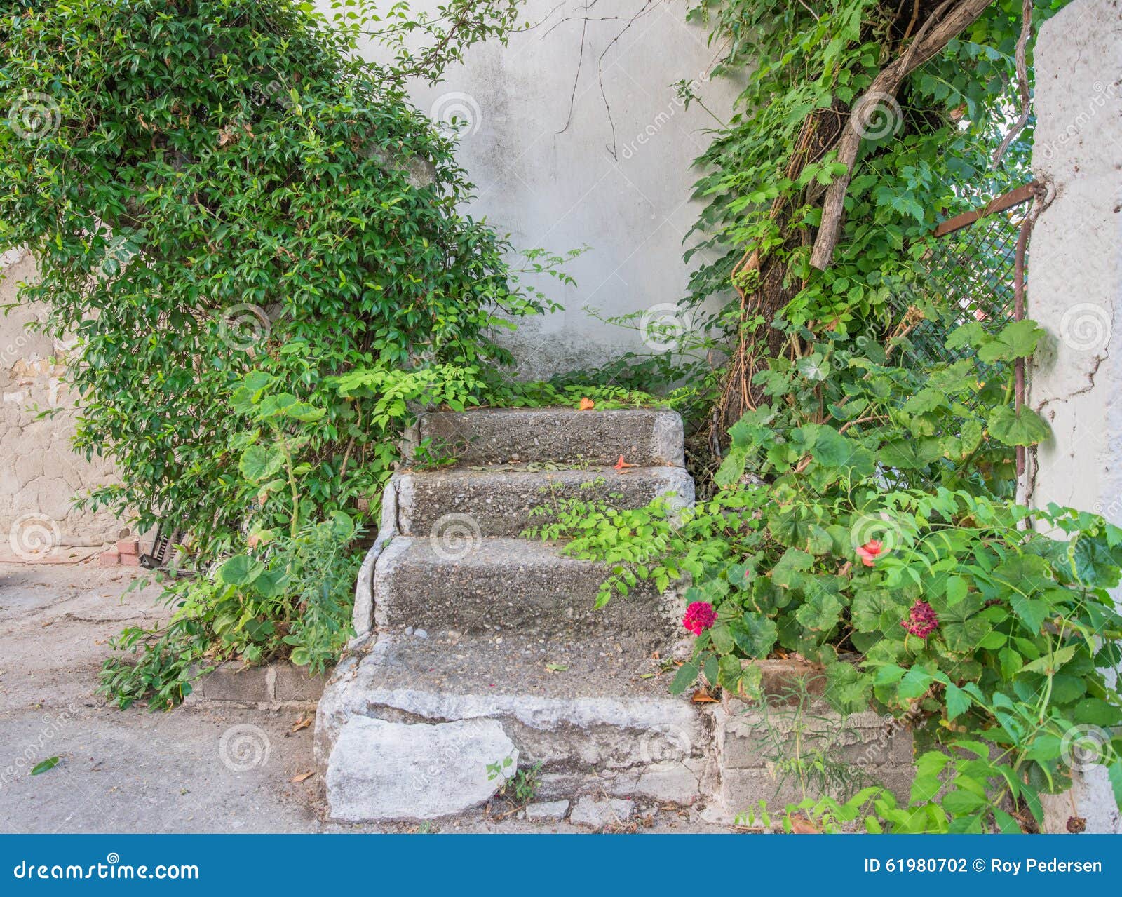 Overgrown Staircase stock photo. Image of outdoors, rough - 61980702