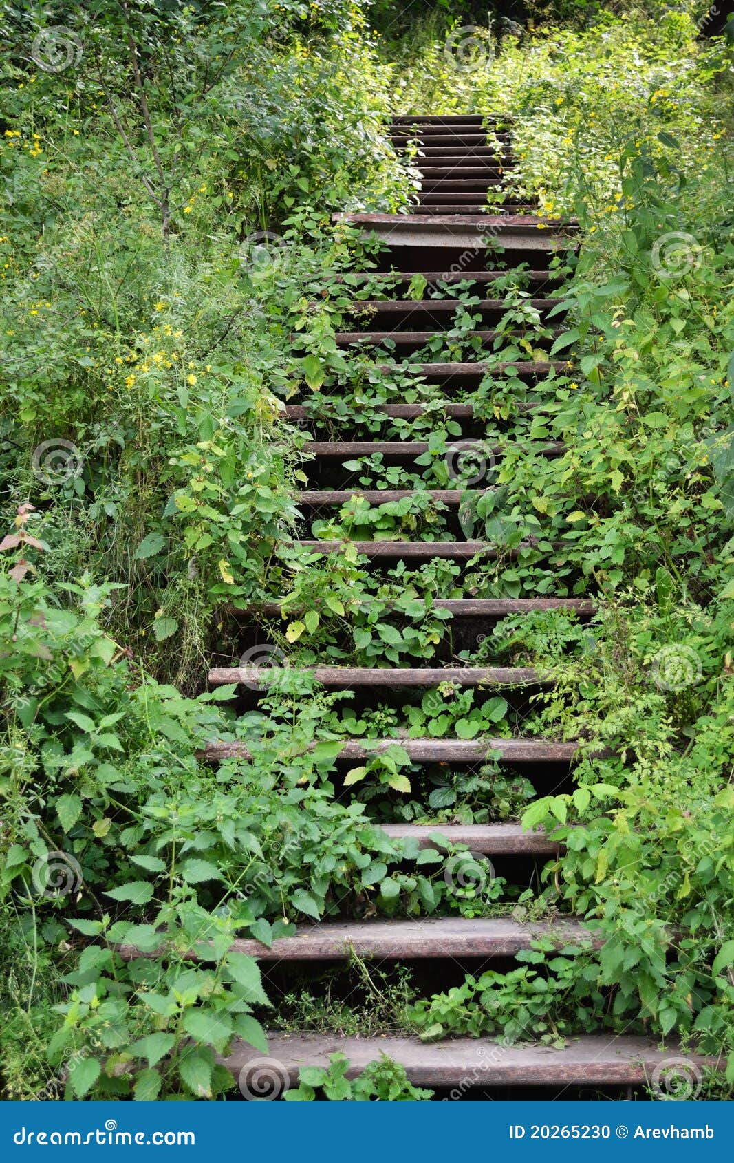 Overgrown stairs stock photo. Image of architecture, ancient - 20265230