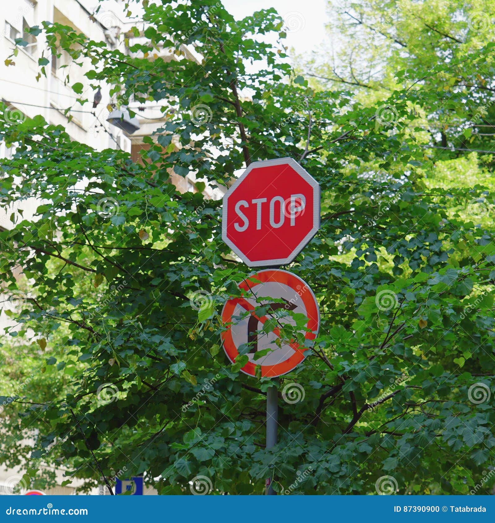 Overgrown stop sign stock photo. Image of green, plants - 87390900