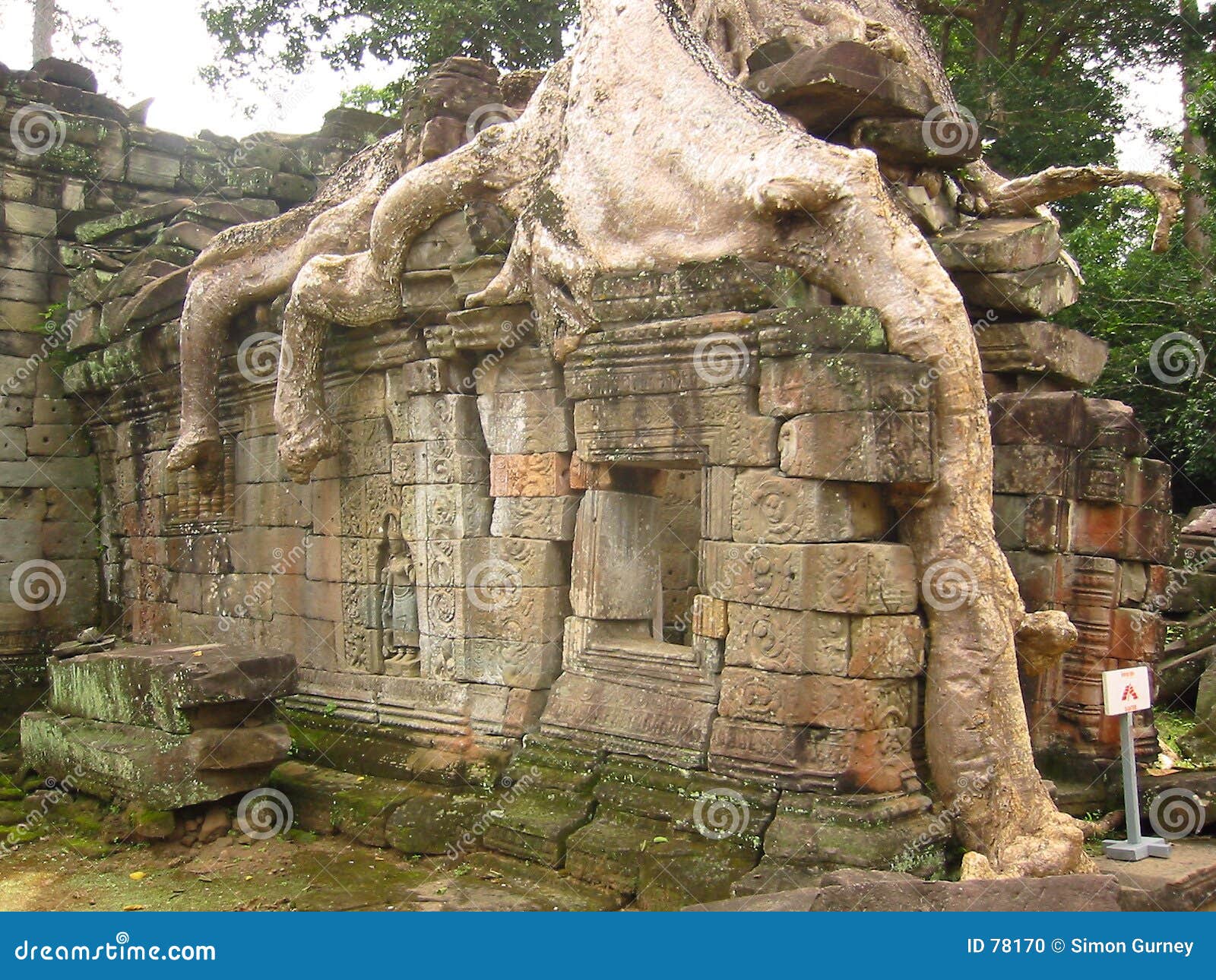 Overgrown Temple Ruins Angkor Wat Cambodia Stock Photo - Image of bowed ...