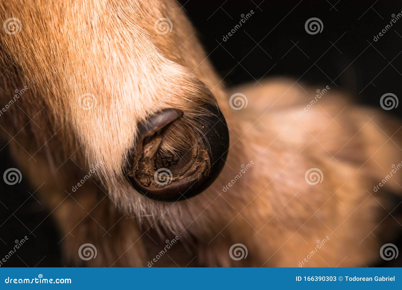Overgrown toenail in dog stock image. Image of color - 166390303