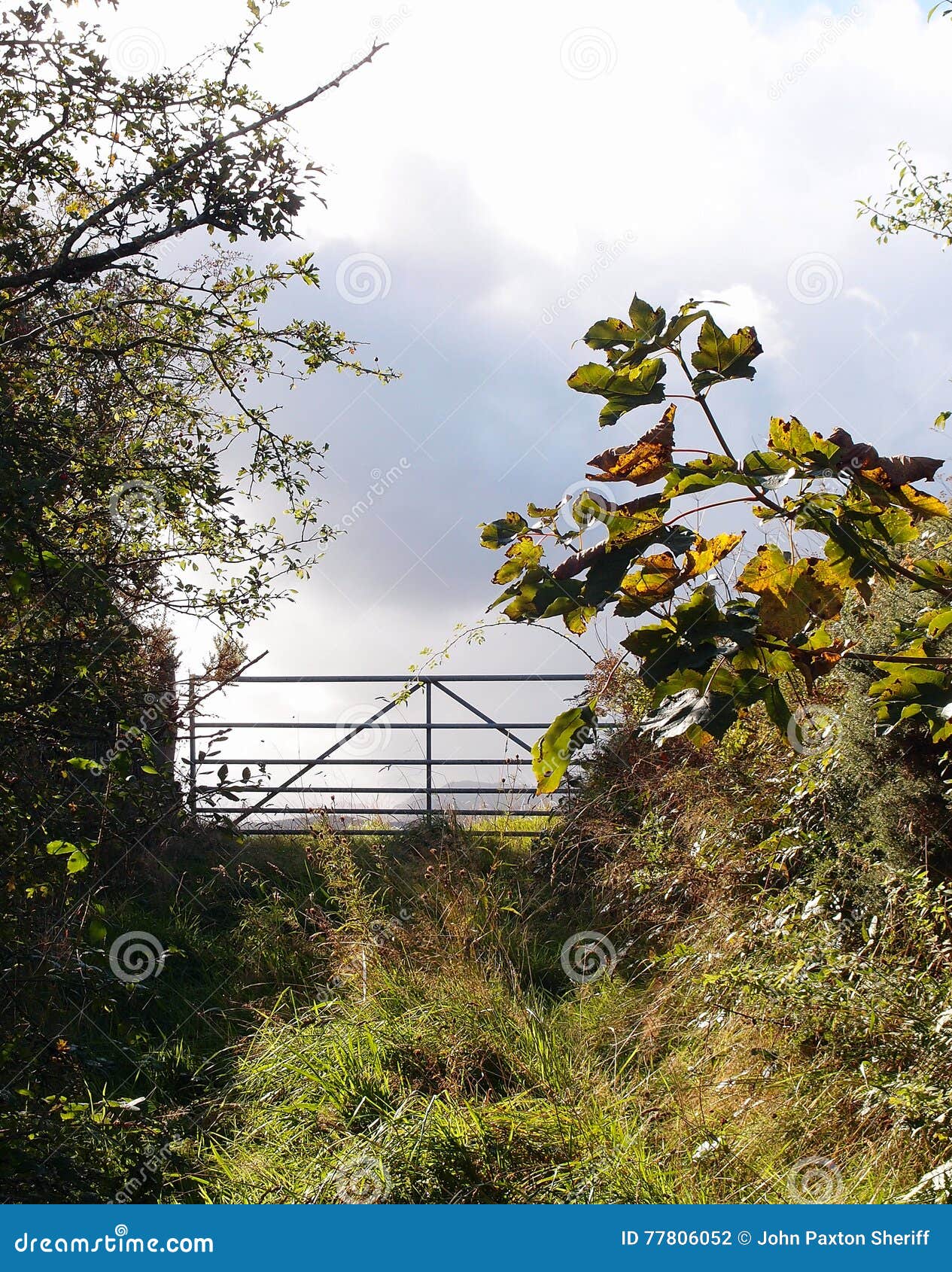 Overgrown track stock photo. Image of hedges, sunny, undergrowth - 77806052