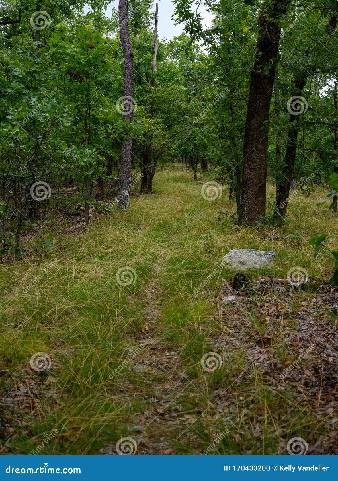 Overgrown Trail through Forest Stock Photo - Image of light, summer ...