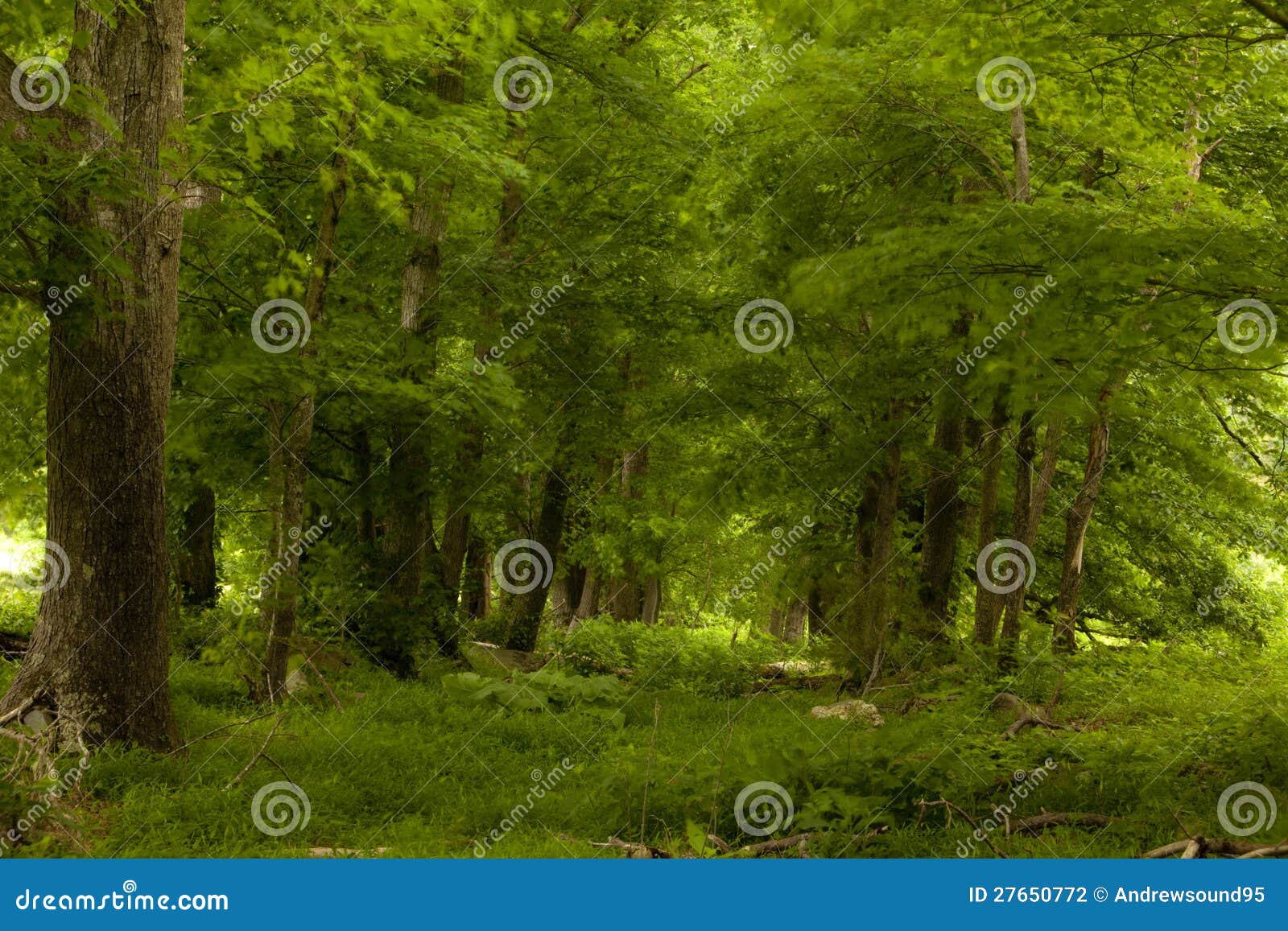 An Overgrown Trail in the Woods Stock Photo - Image of wilderness, path ...