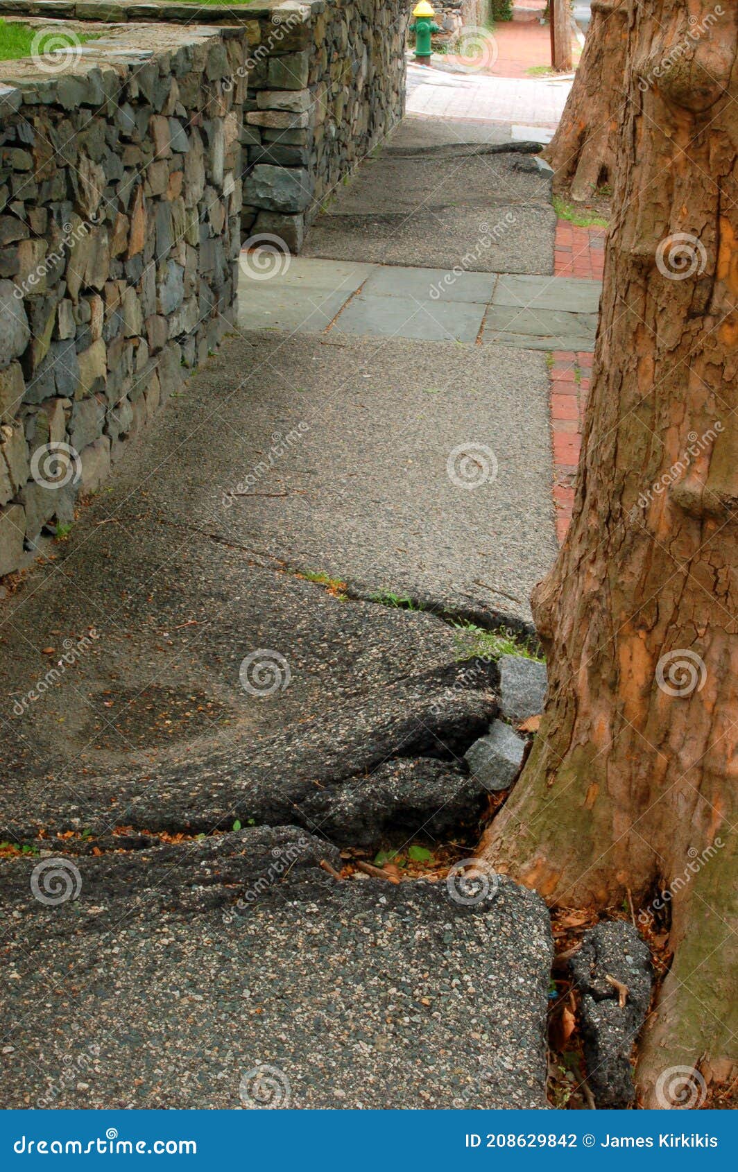 An Overgrown Tree Root System Breaks Up An Asphalt Sidewalk, Stock ...