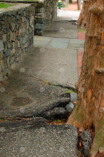 An Overgrown Tree Root System Breaks Up an Asphalt Sidewalk, Stock ...