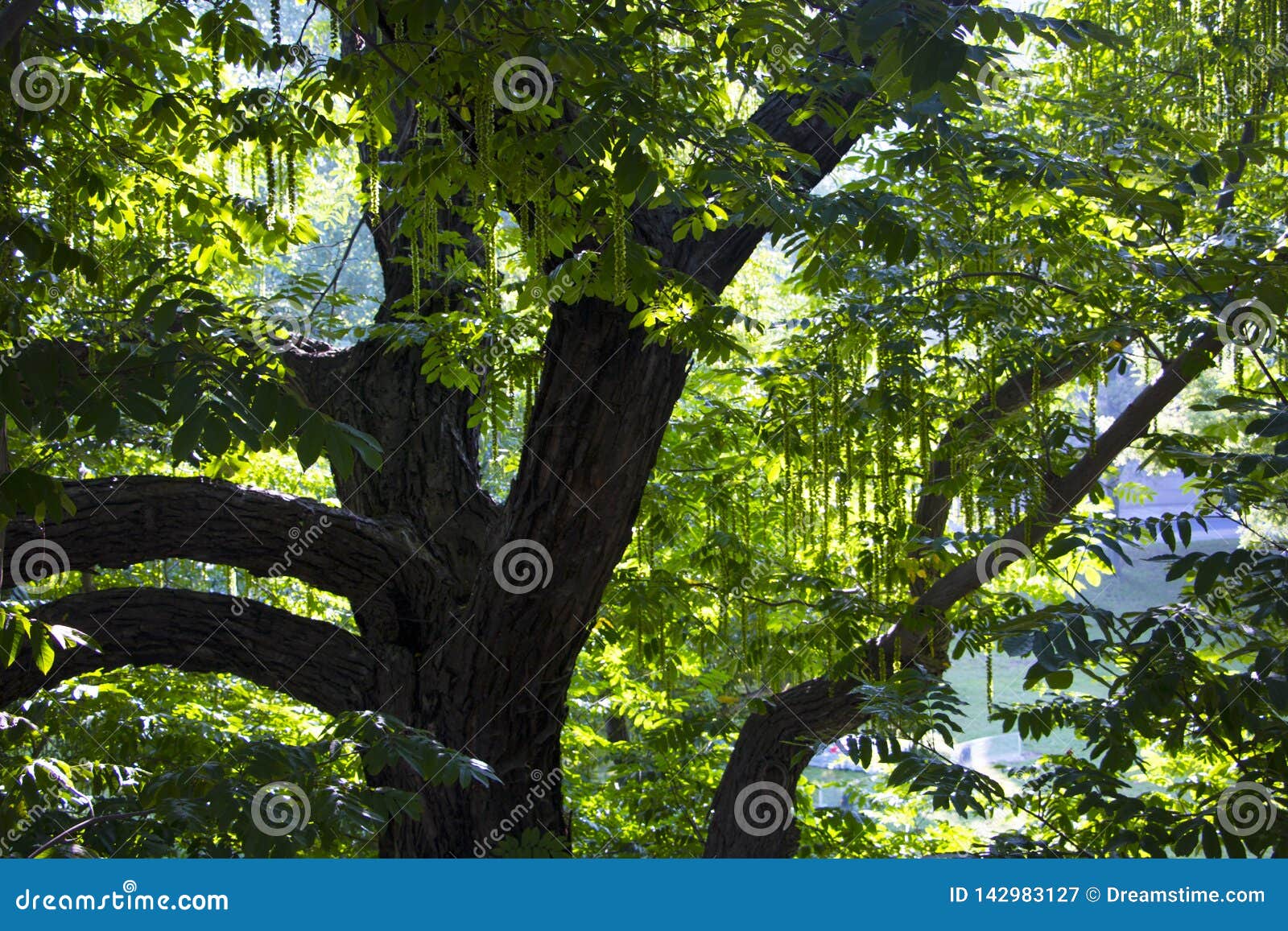 Overgrown Tree in a Wonderful Sunny Forest Stock Image - Image of ...