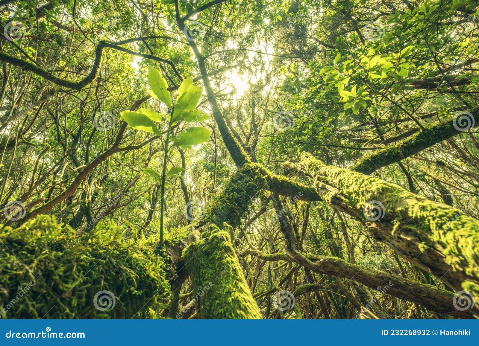Old Overgrown By Trees Ruined Abandoned Mansion Stock Image ...